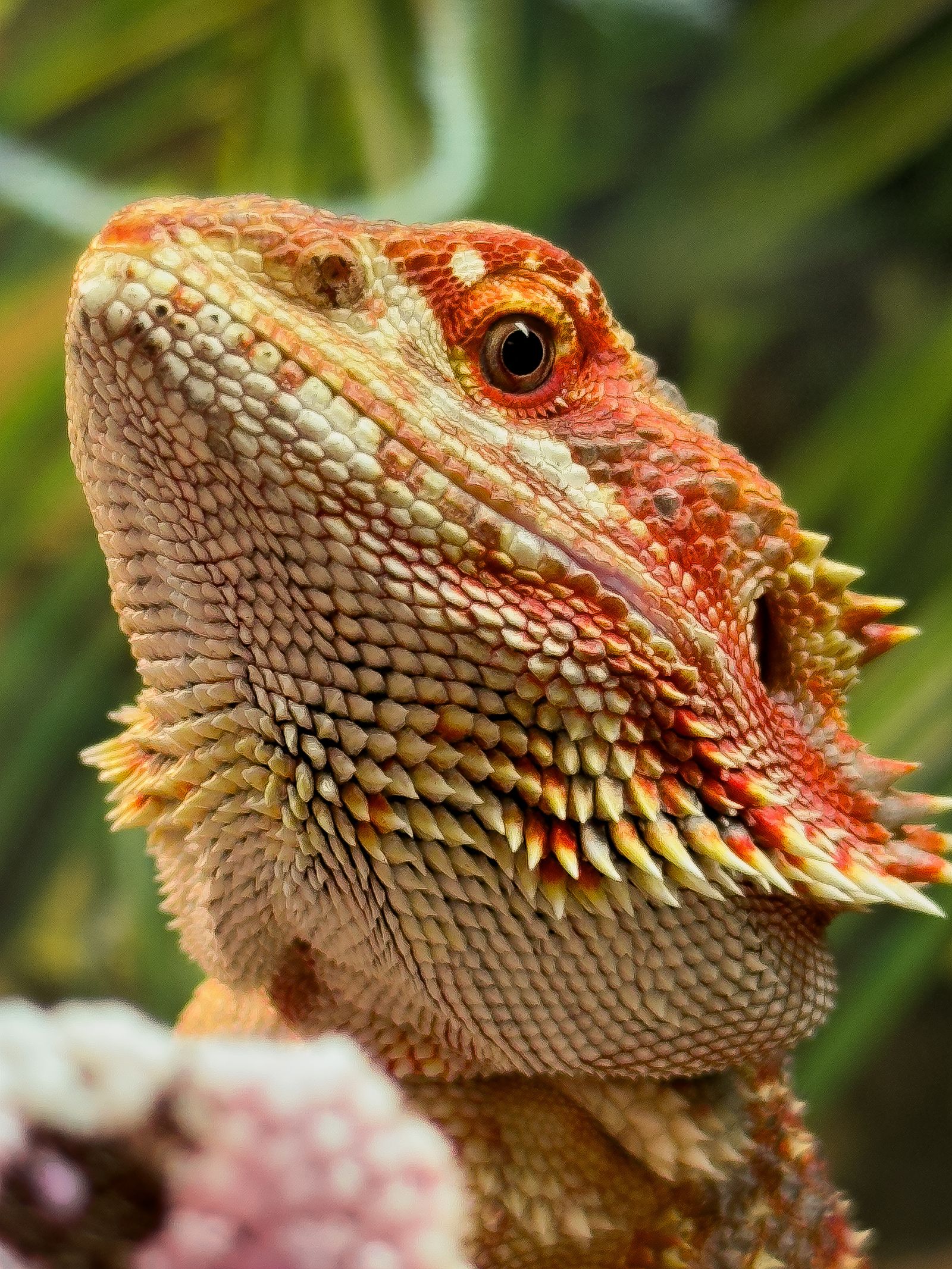 Dragon 4k Wallpaper Photos, Download The BEST Free Dragon 4k Wallpaper ...