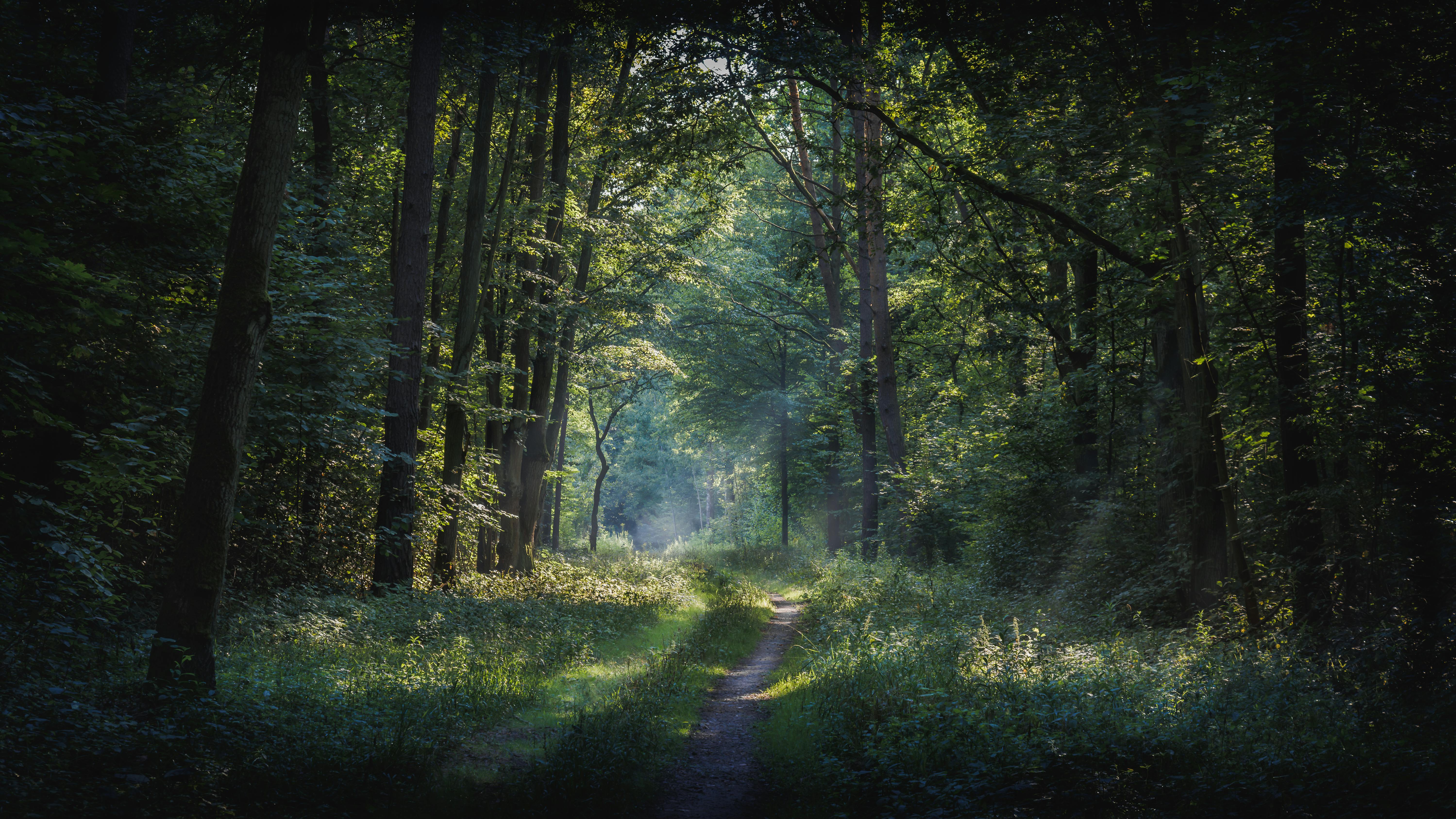 Безкоштовне стокове фото: biome, forest, greenpark, landskape, nature ...