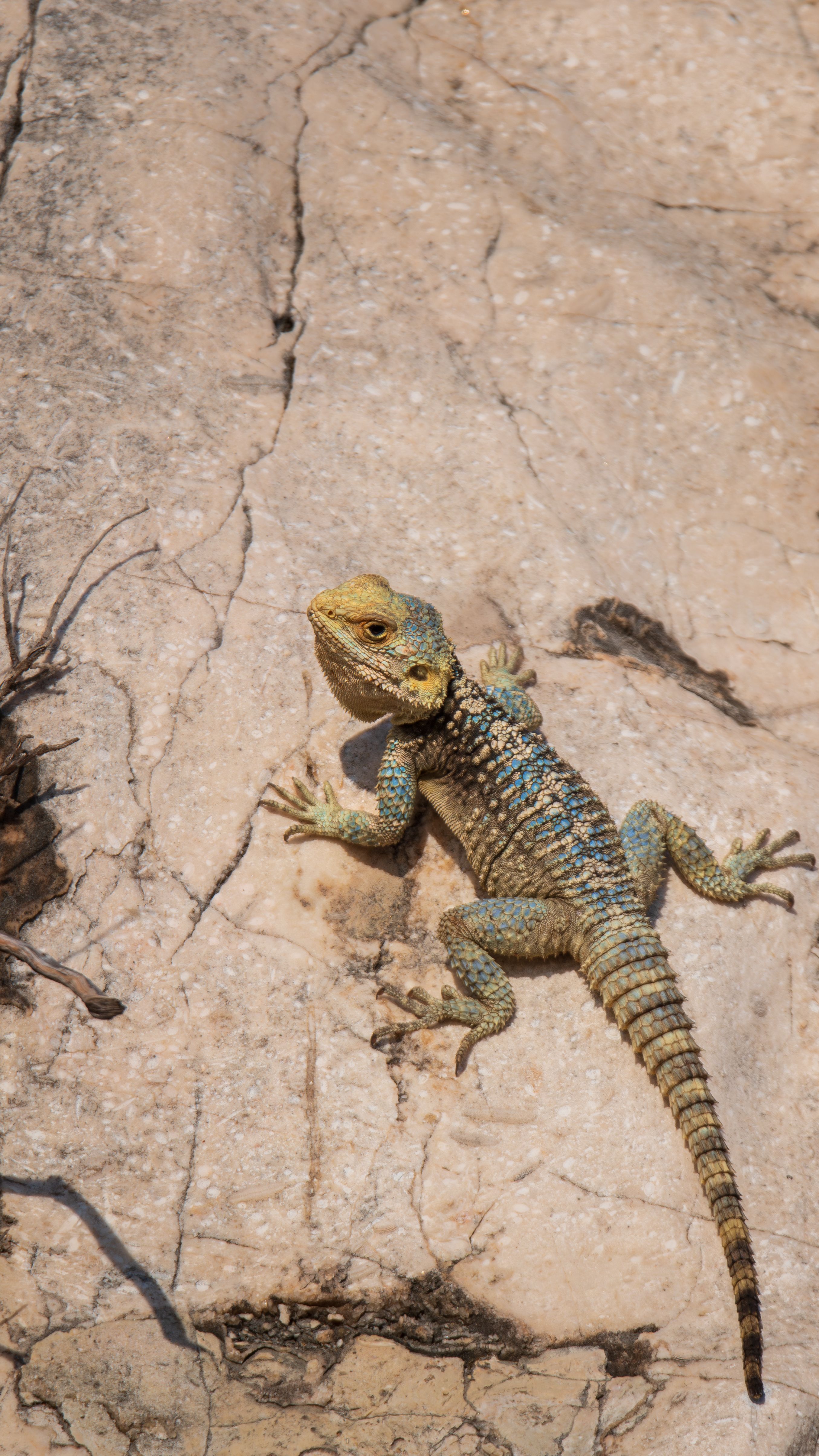 Agama Lizard Sunbathing on Rock Surface · Free Stock Photo