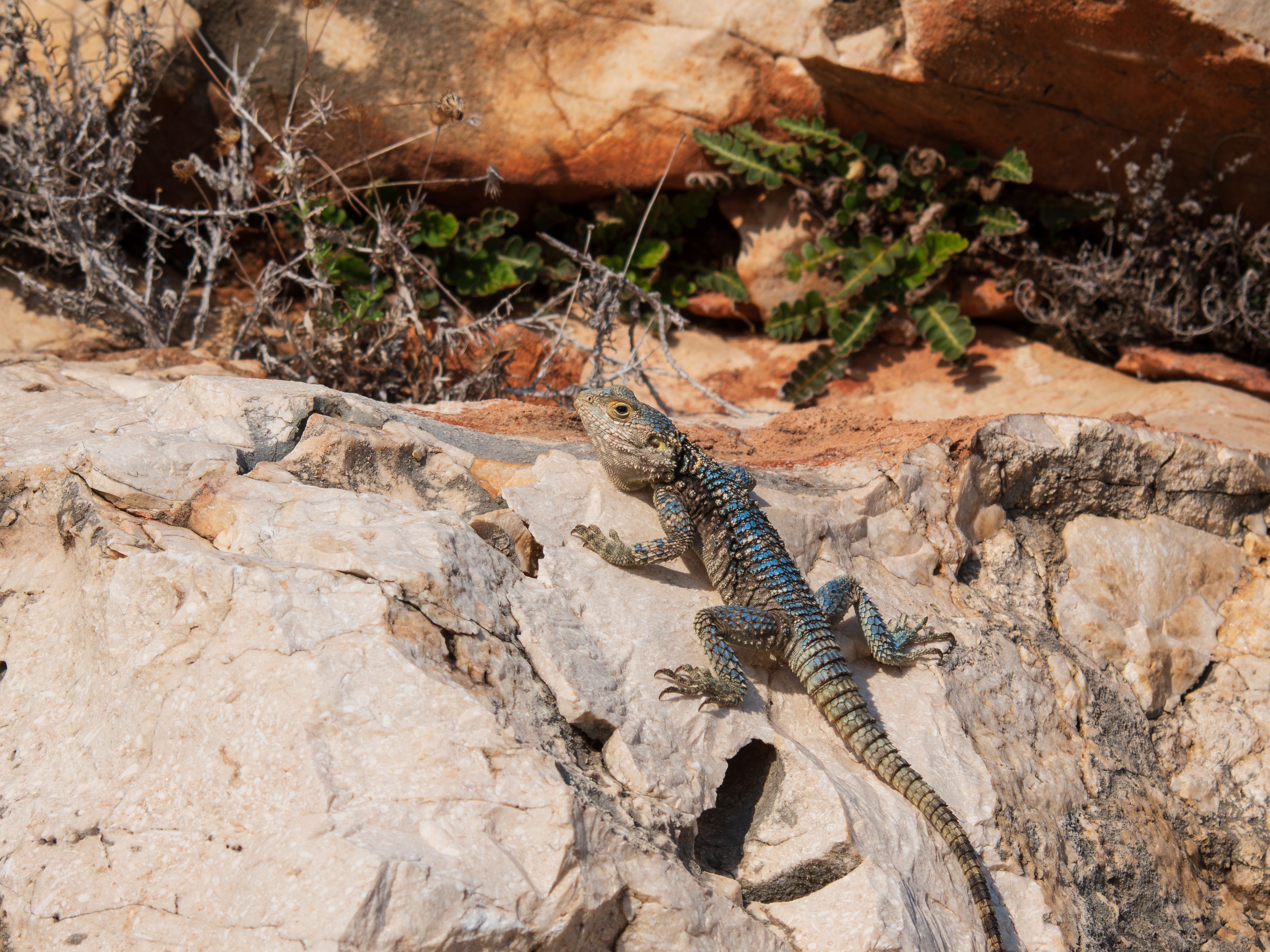 Foto Agama Photos, Download The BEST Free Foto Agama Stock Photos & HD ...