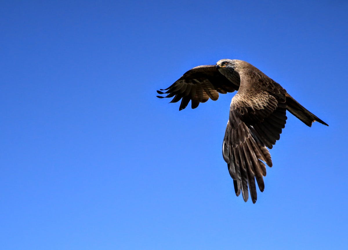 12.110+ Fotos y Imágenes de Aguila calva Gratis · Banco de Fotos Gratis