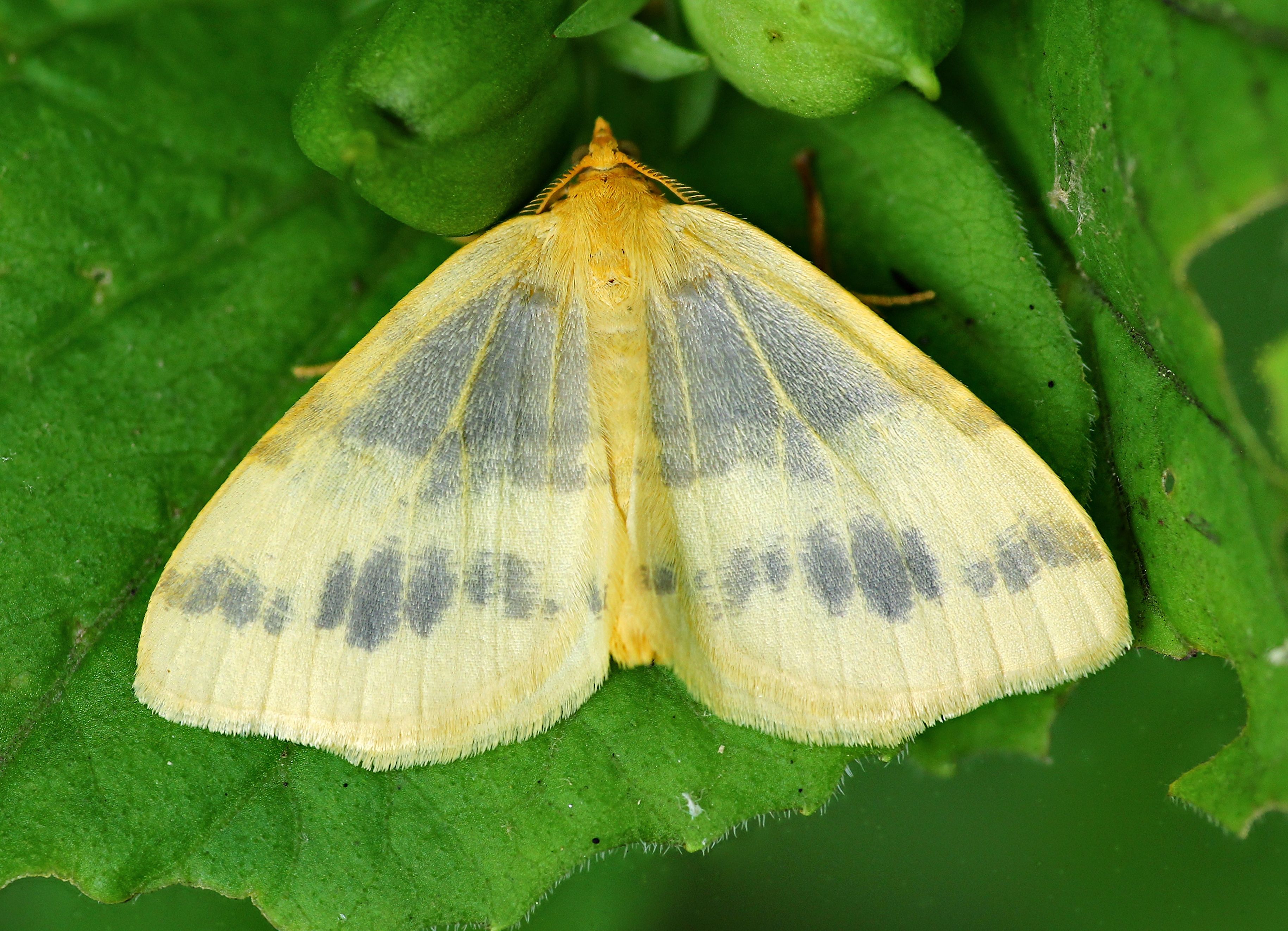 Close-up of Yellow Moth on Green Leaf · Free Stock Photo