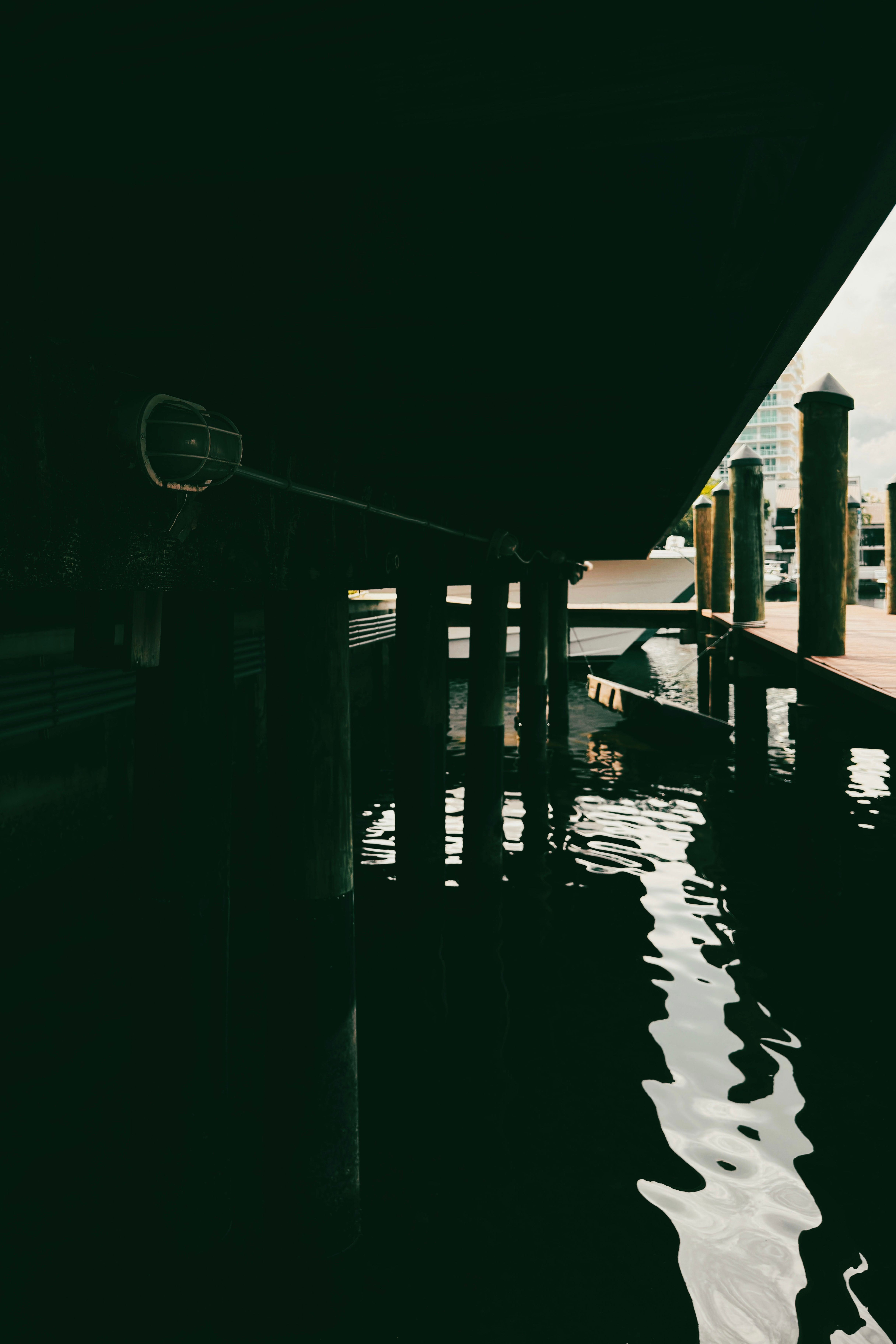 Lizard Resting on Overgrown Canal Bank in Bangkok · Free Stock Photo