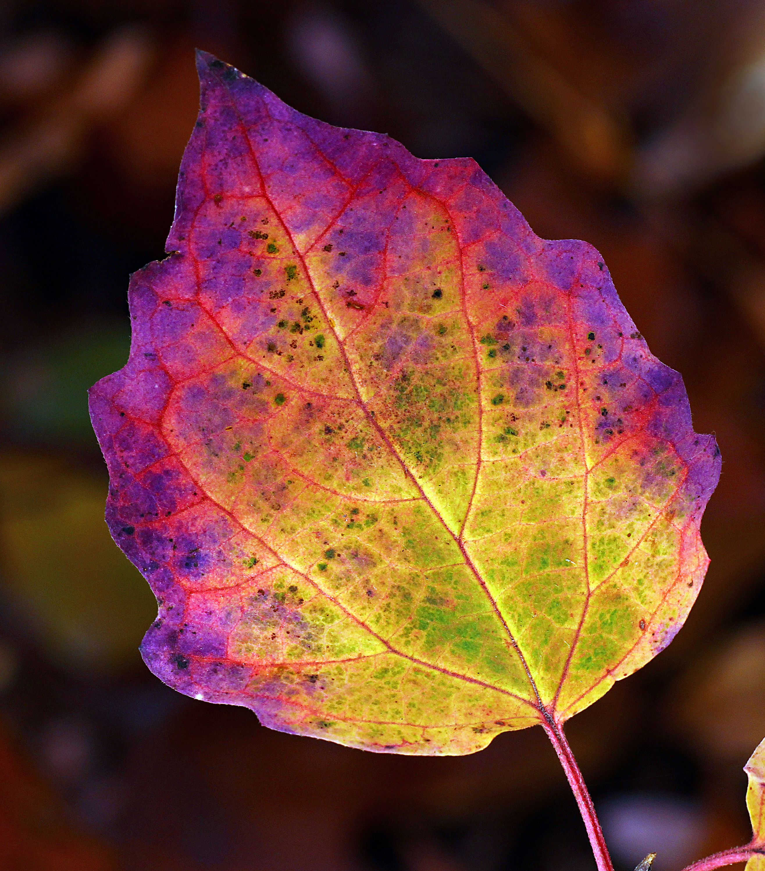 Vibrant Autumn Leaf with Multicolored Patterns · Free Stock Photo