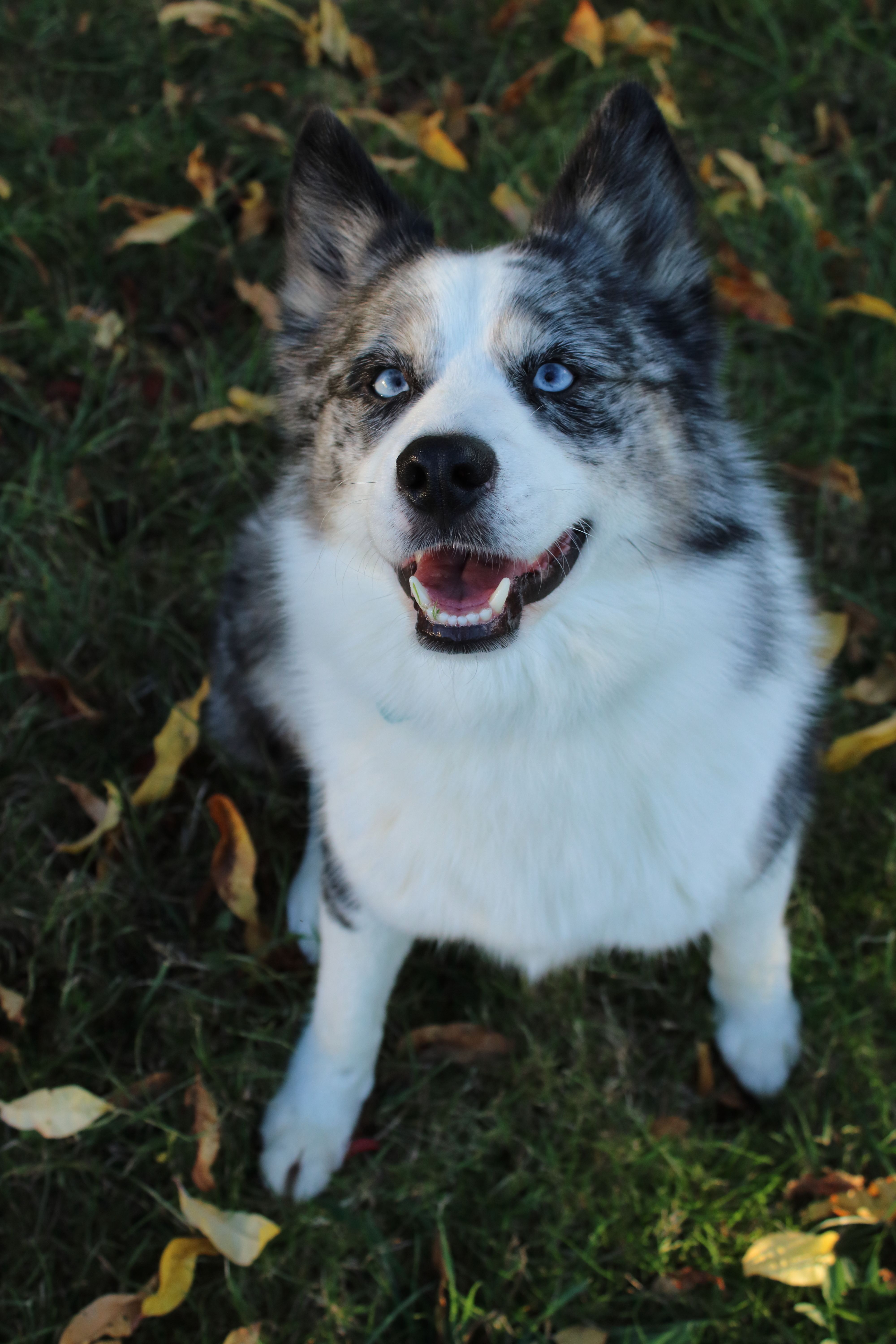 Macro Blue Eyed Dogs Photos, Download The BEST Free Macro Blue Eyed ...
