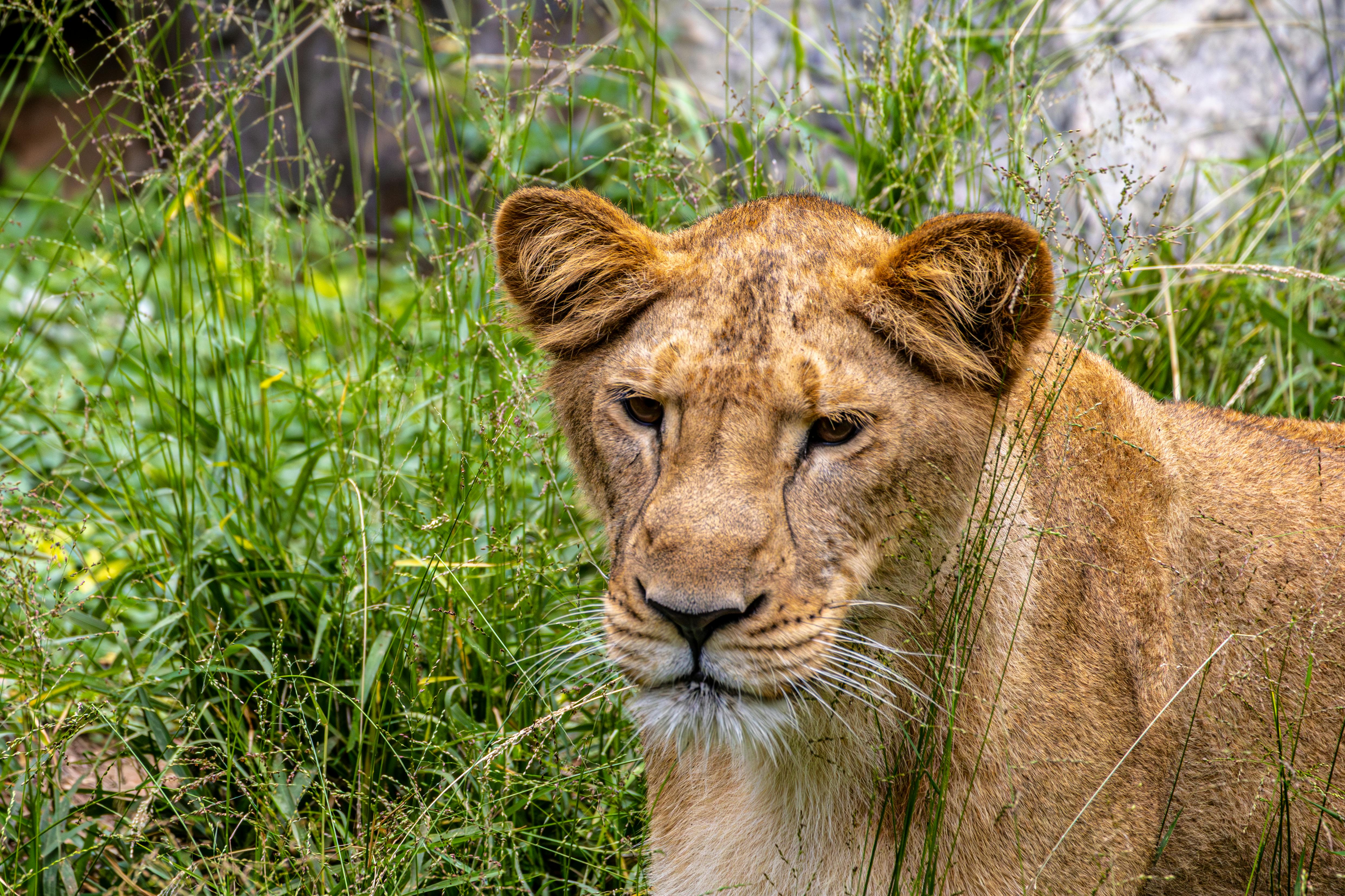 Close-up of a Lion in Natural Habitat · Free Stock Photo