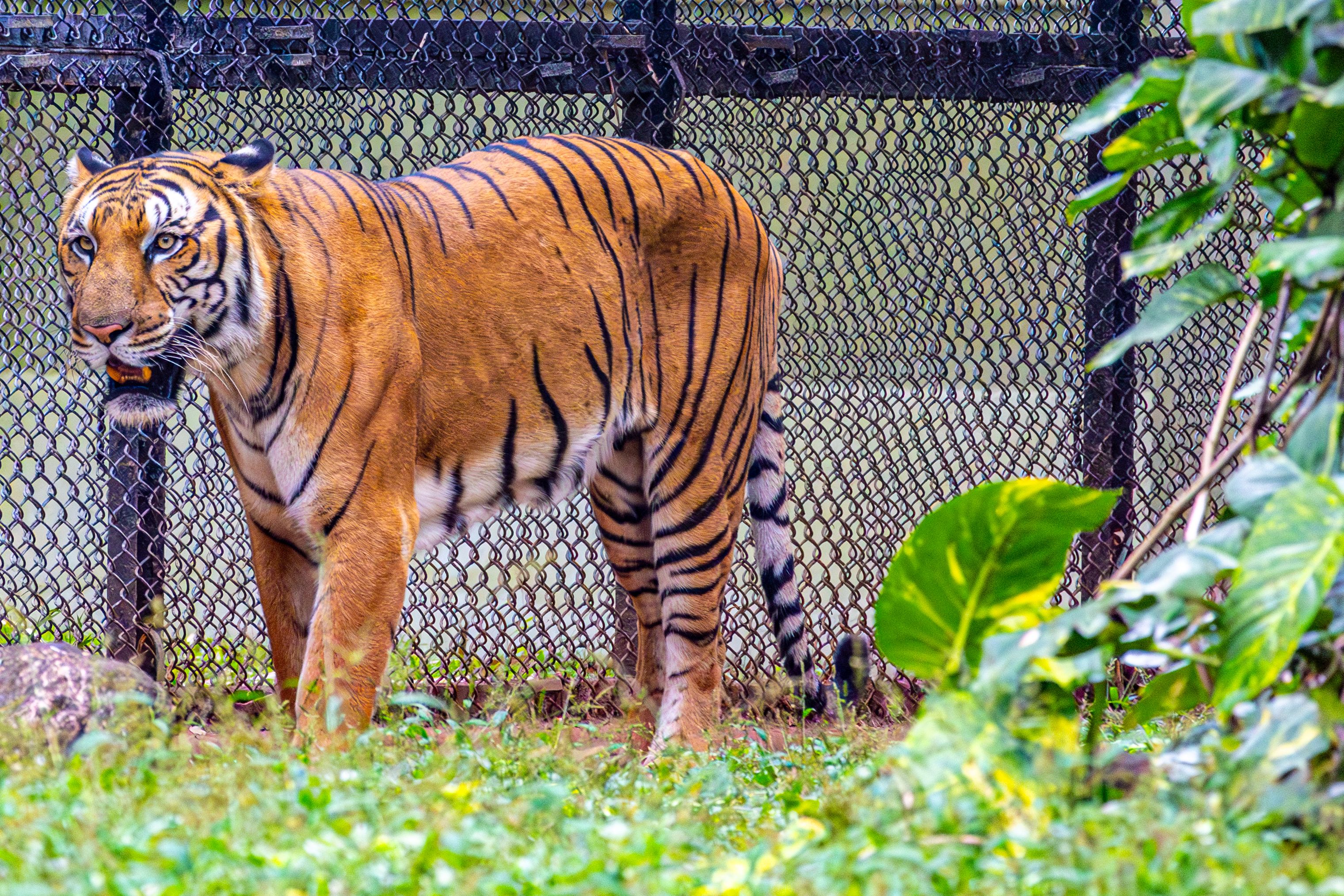 Bengal Tiger in Zoo Habitat Captured in Spring · Free Stock Photo
