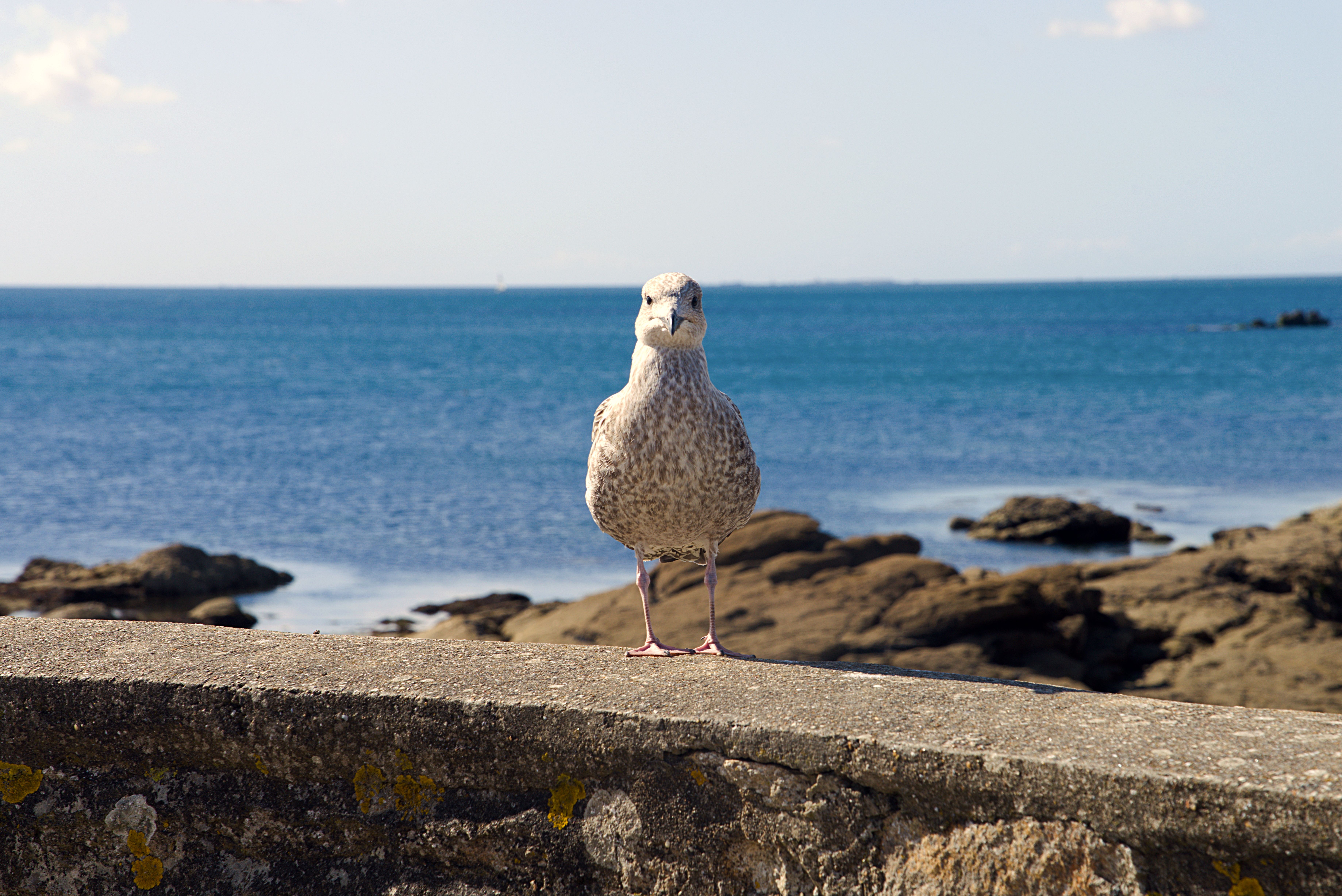 Gull Hate Photos, Download The BEST Free Gull Hate Stock Photos & HD Images