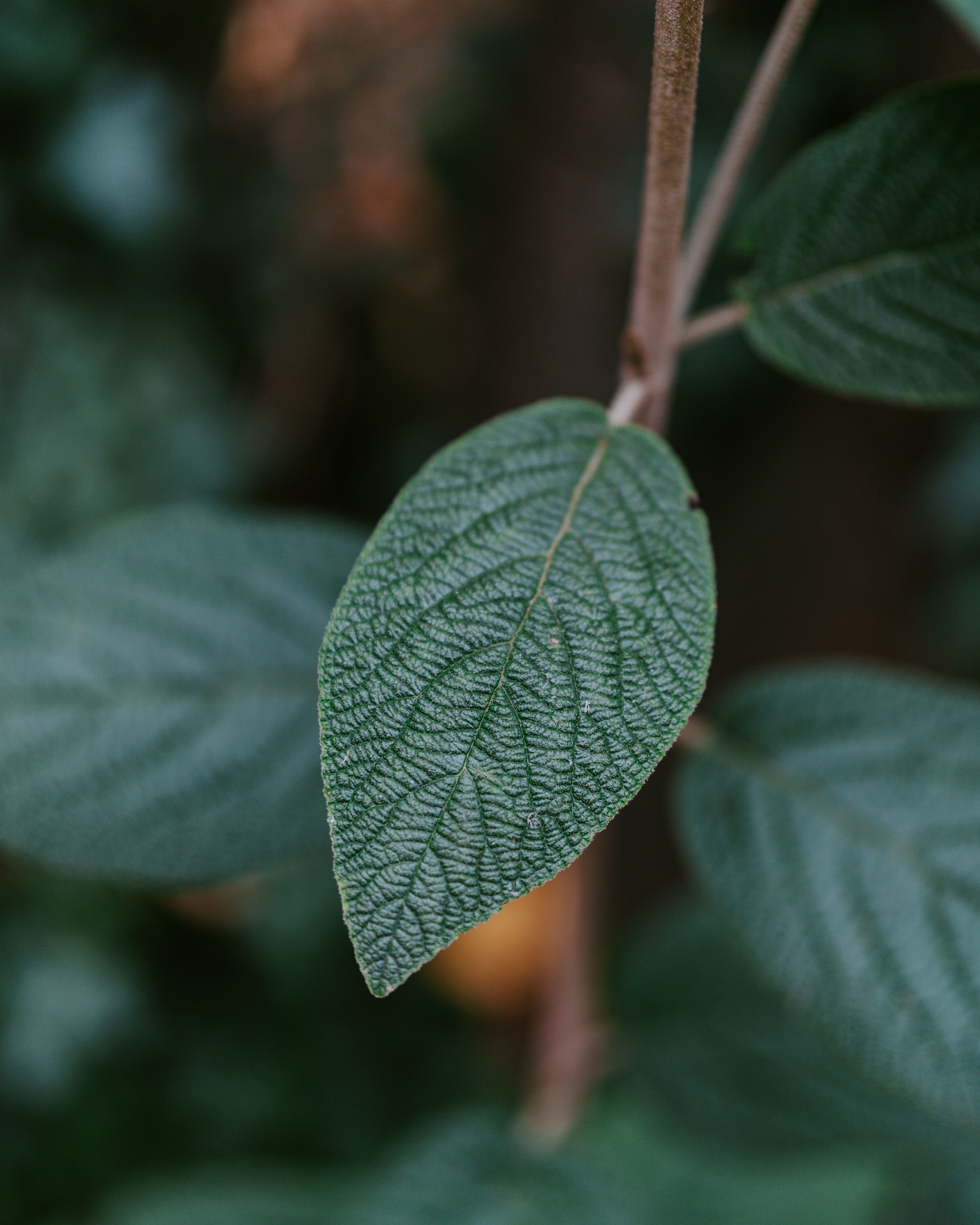 Green Color Photos, Download The BEST Free Green Color Stock Photos ...