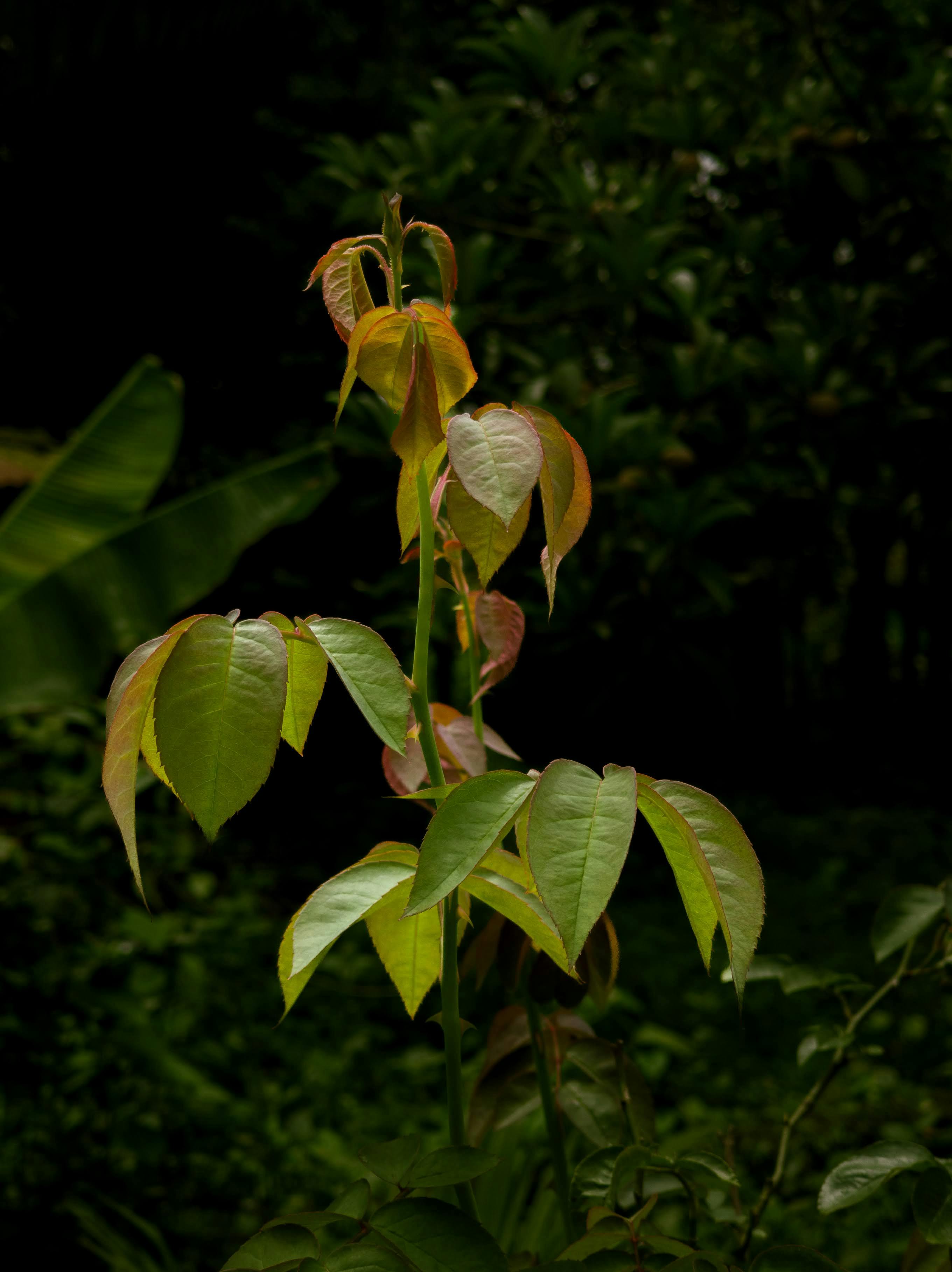 Nature Jpeg Images Photos, Download The BEST Free Nature Jpeg Images ...