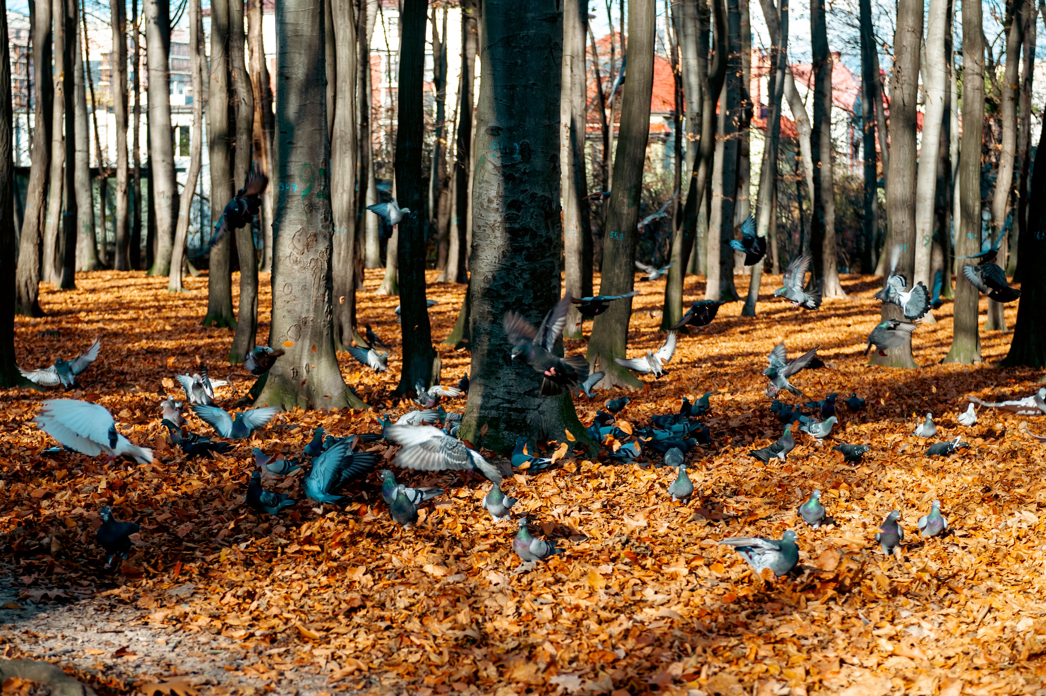 Autumn Forest Scene with Flying Pigeons in Lviv · Free Stock Photo