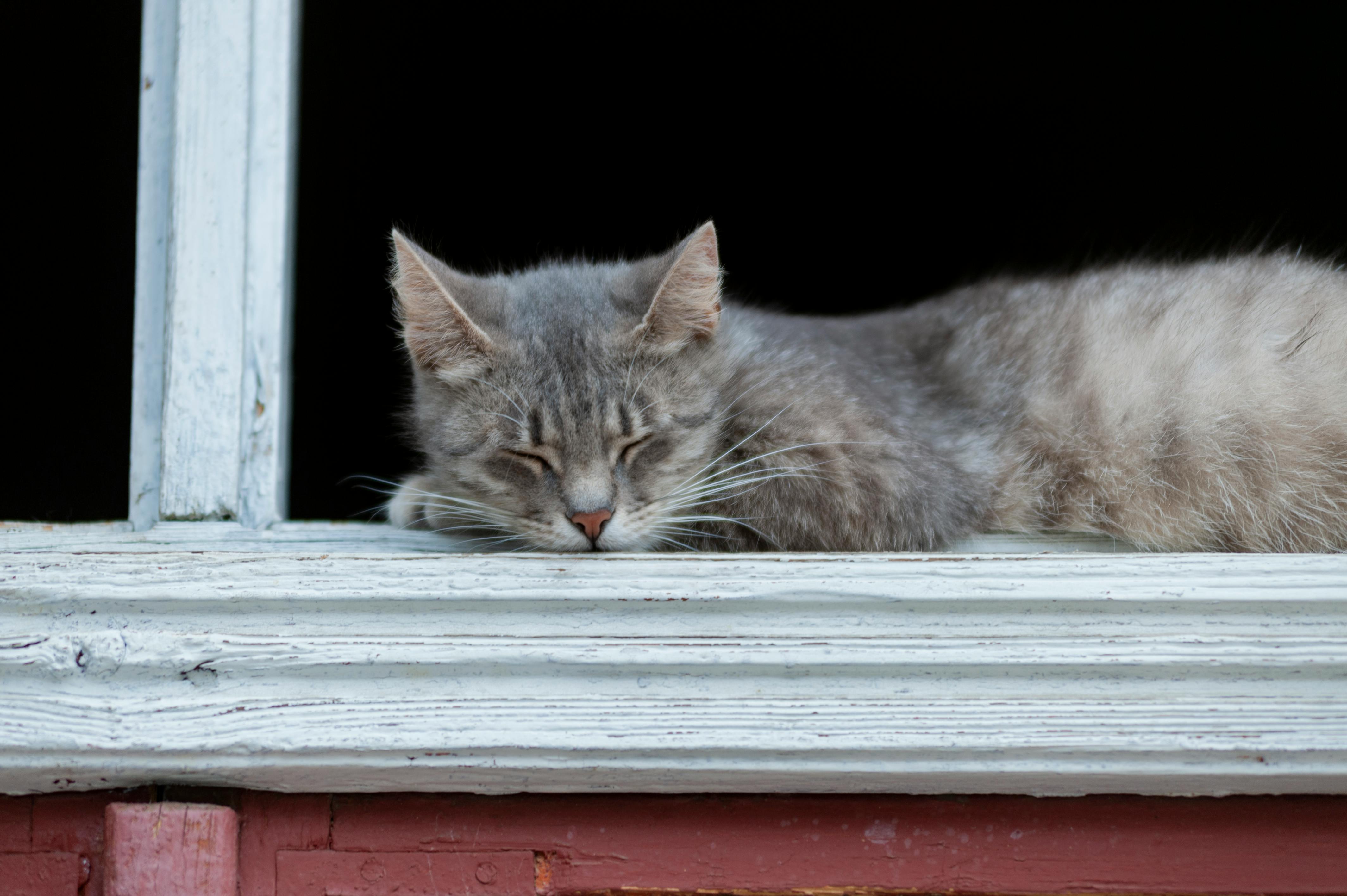 1.000+ Kitt+oosaka Bilder und Fotos · Kostenlos Downloaden · Pexels ...