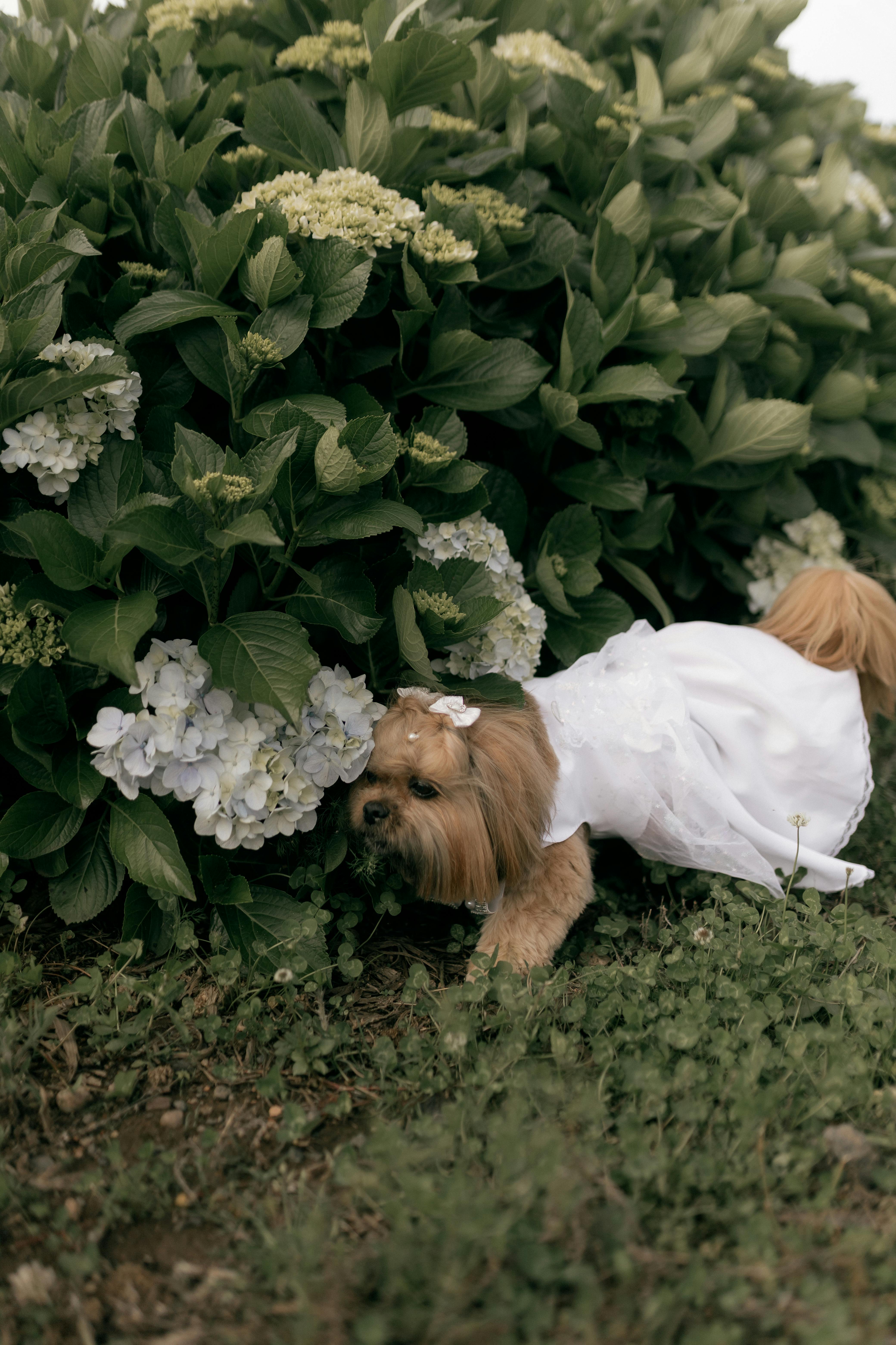 265.992+ Fotos y Imágenes de Cachorro+de+fogata+dress+to+impresss ...