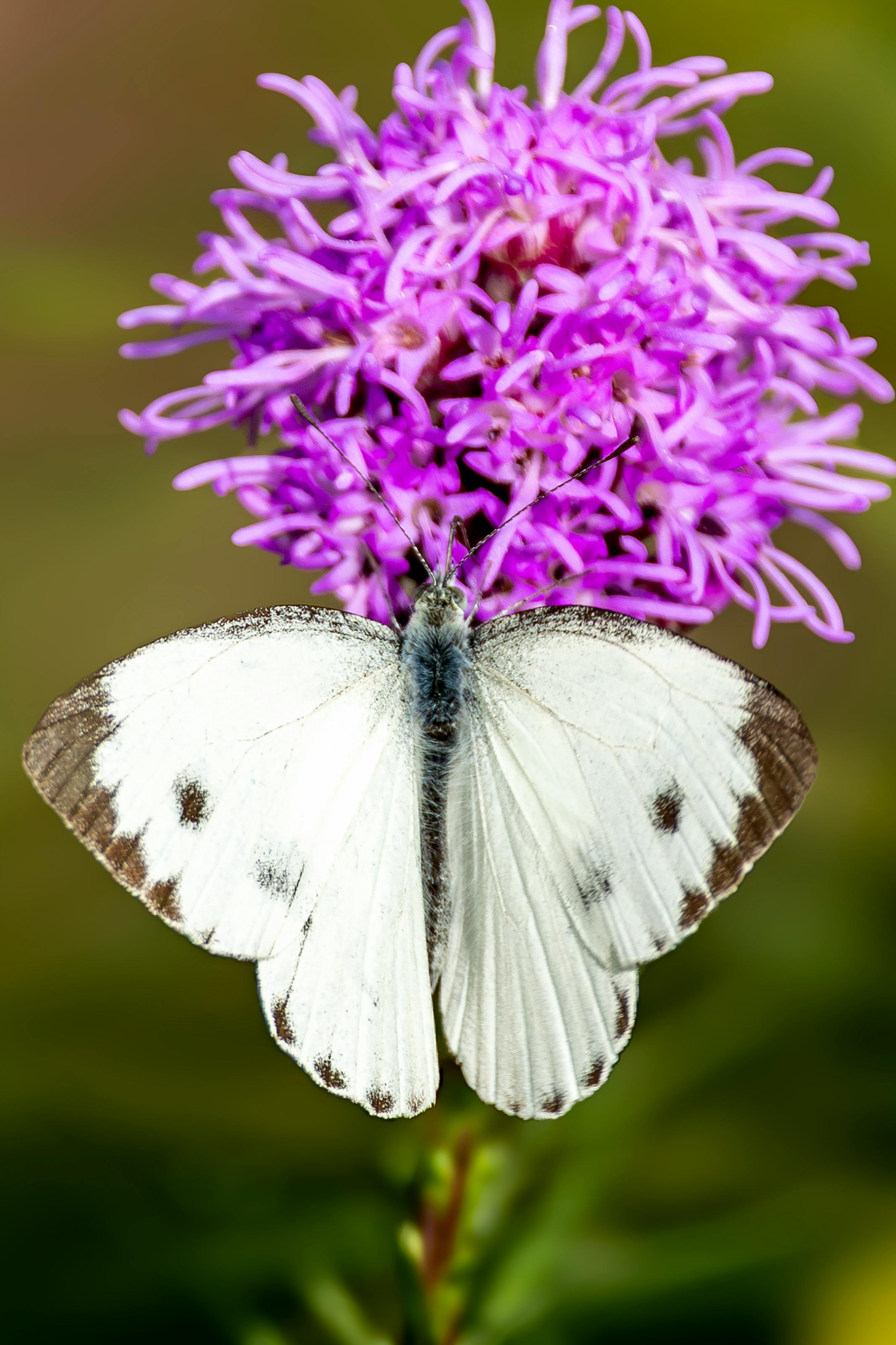 Cabbage White Butterfly on Purple Flower · Free Stock Photo