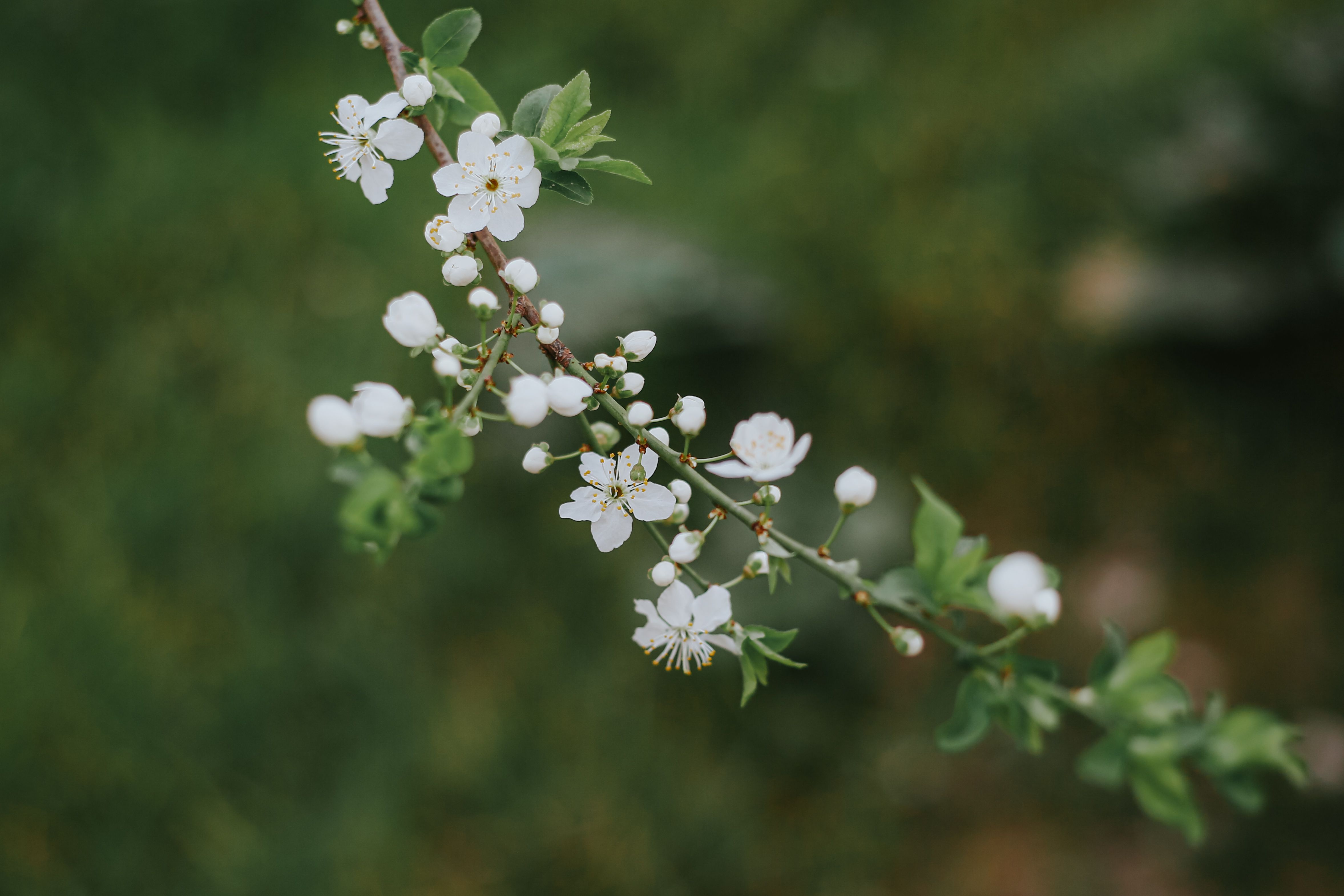Beautiful Spring Blossom on a Tree Branch · Free Stock Photo