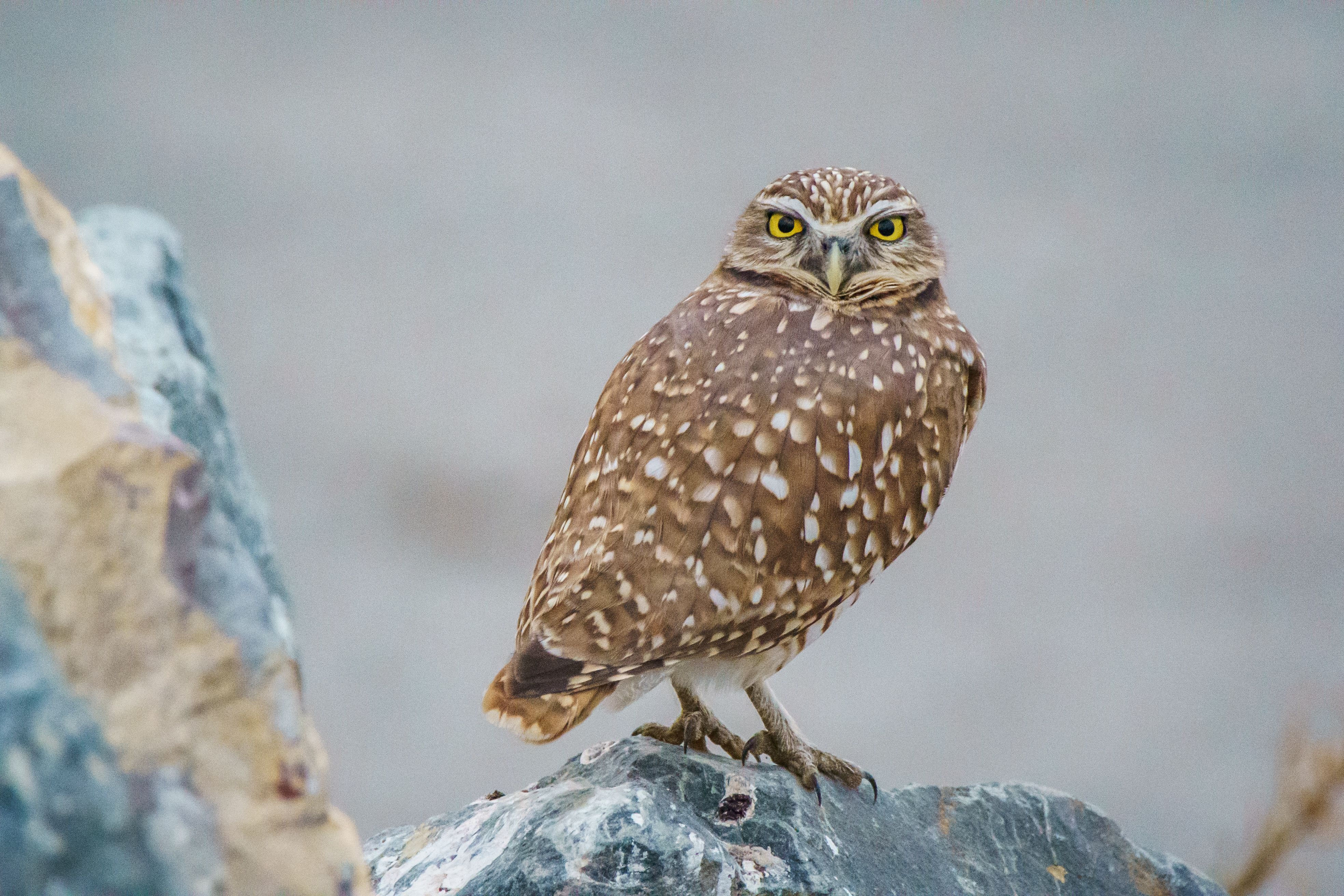Captivating Portrait of a Burrowing Owl on Rocks · Free Stock Photo