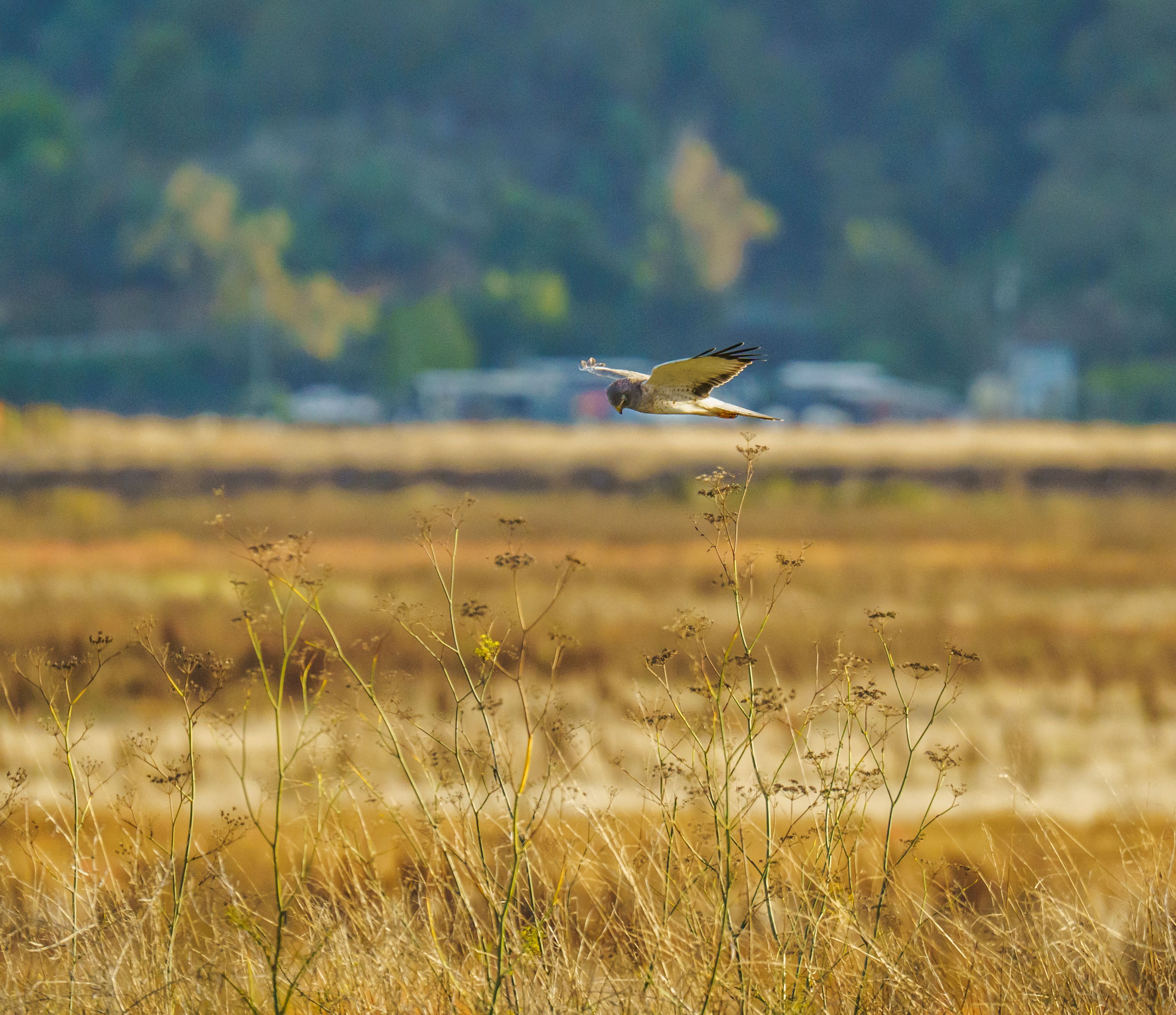 Northern Harrier Flying Over Autumn Field · Free Stock Photo