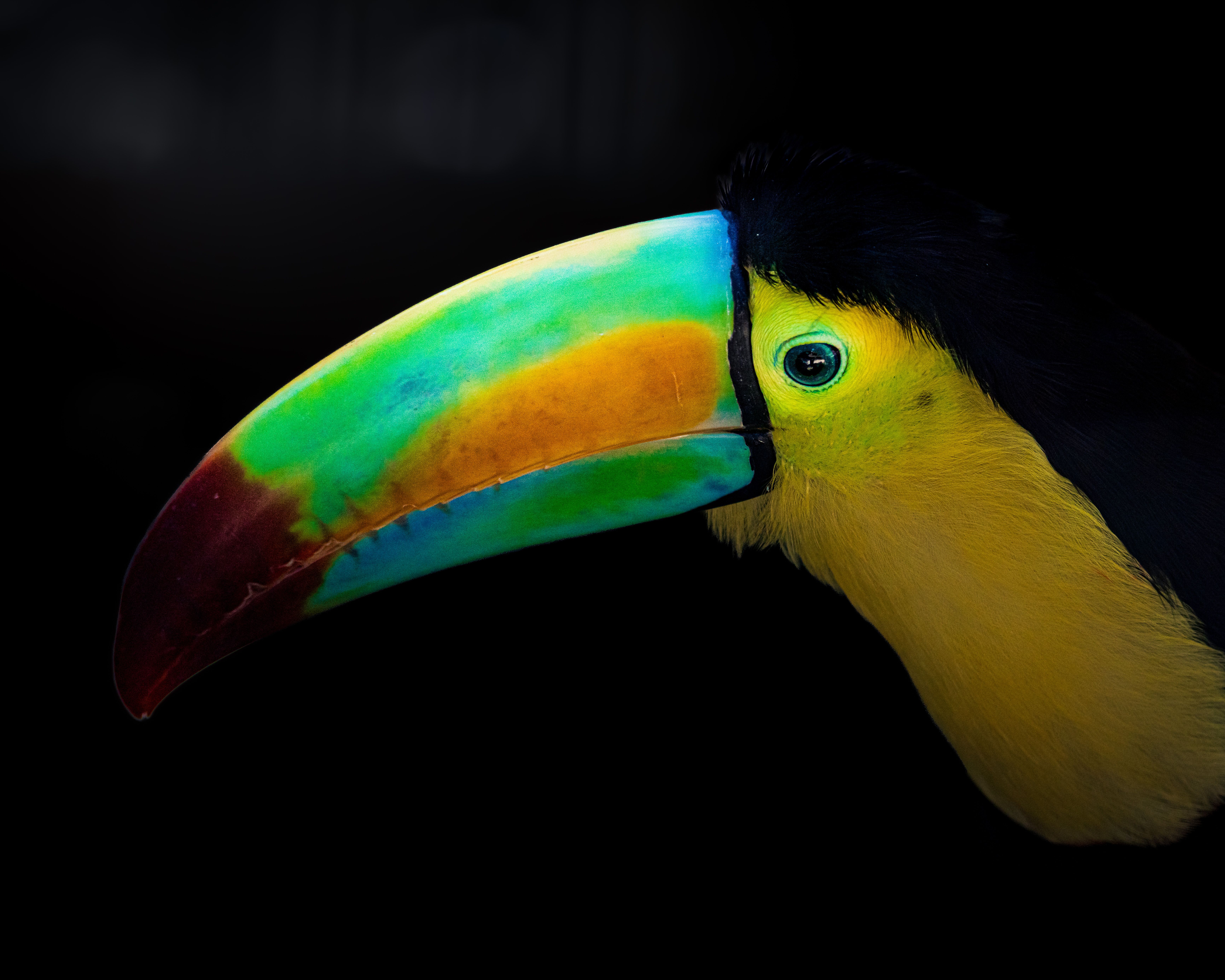 Colorful Toucan Profile on Dark Background · Free Stock Photo