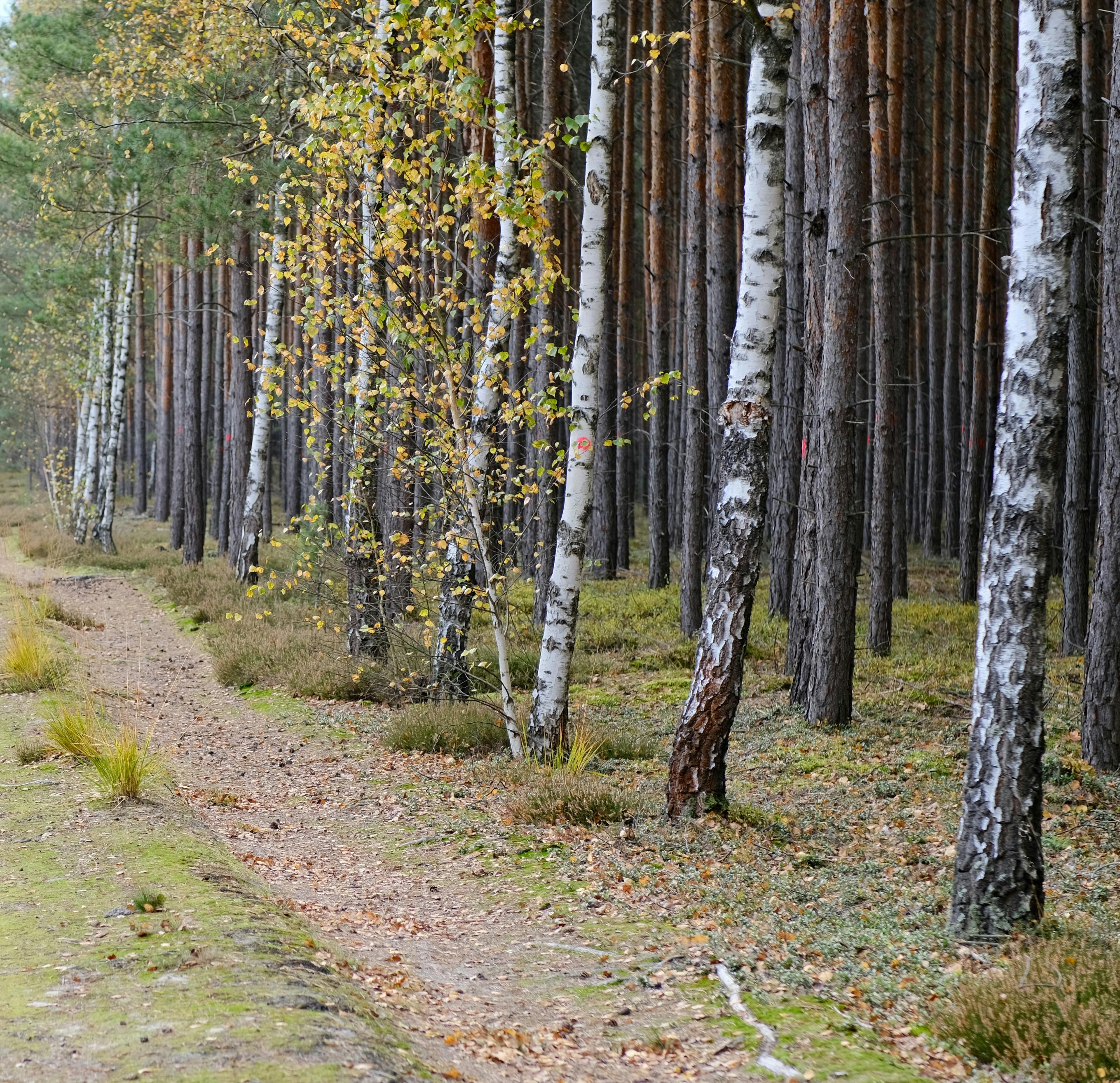 Autumn Birch and Pine Forest Scene in Poland · Free Stock Photo