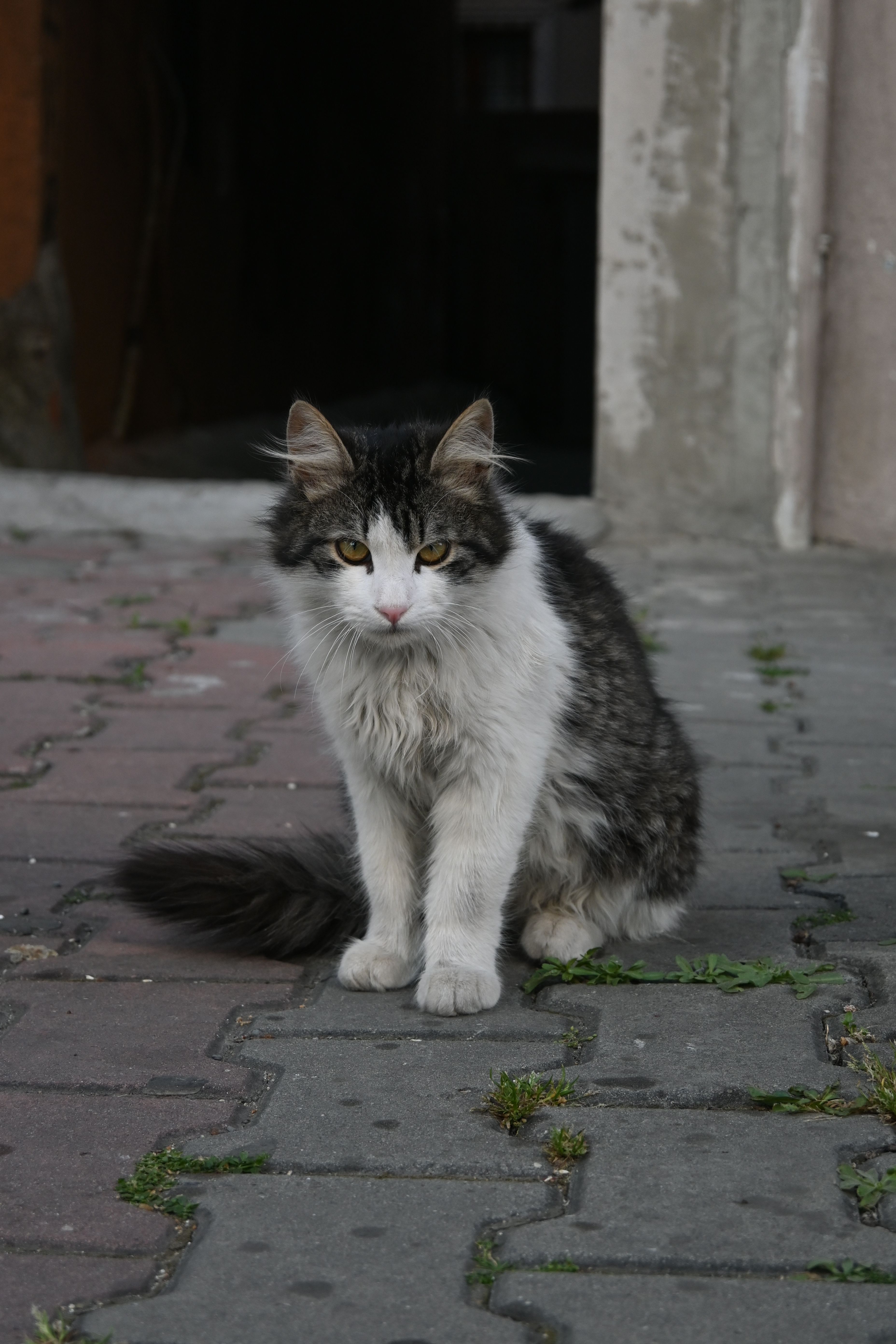 Street cat sitting on a cobblestone path · Free Stock Photo