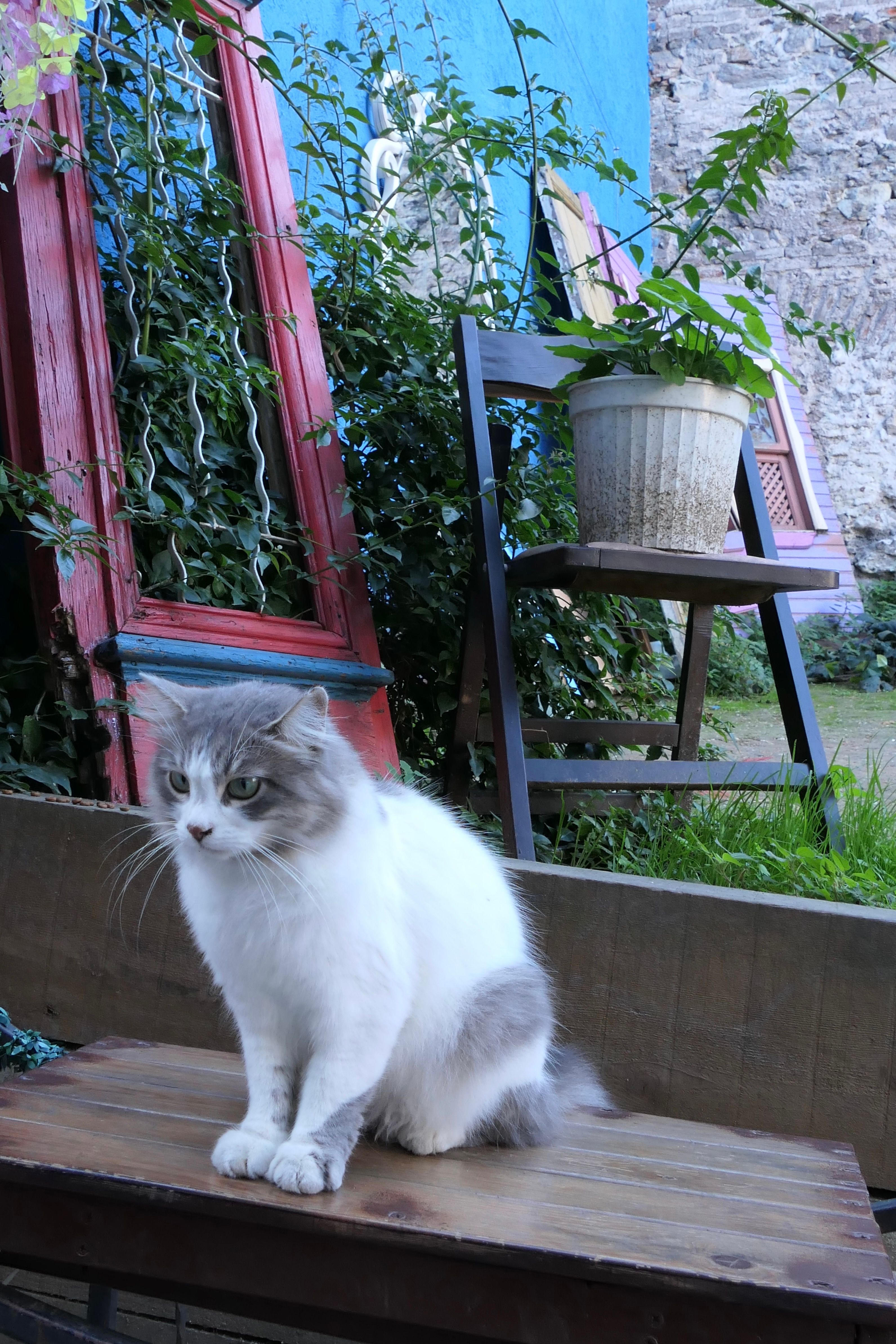 Fluffy Cat Outdoors with Rustic Decor · Free Stock Photo