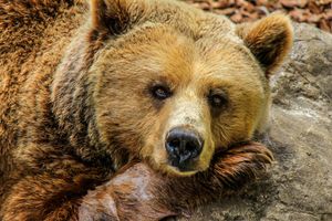 6,000+ Best Bear Photos · 100% Free Download · Pexels Stock Photos