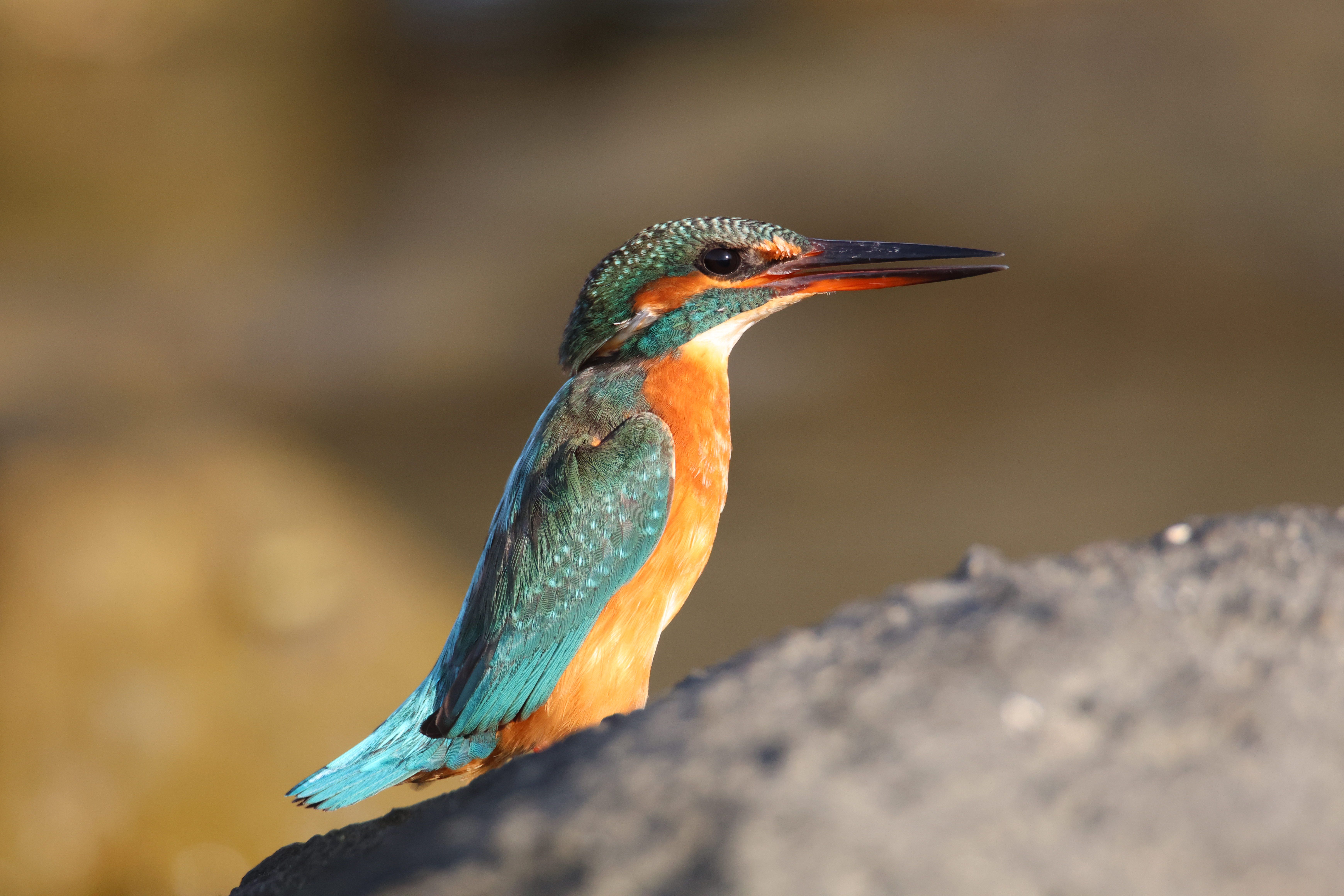 Colorful Kingfisher Perched on Rock Outdoors · Free Stock Photo