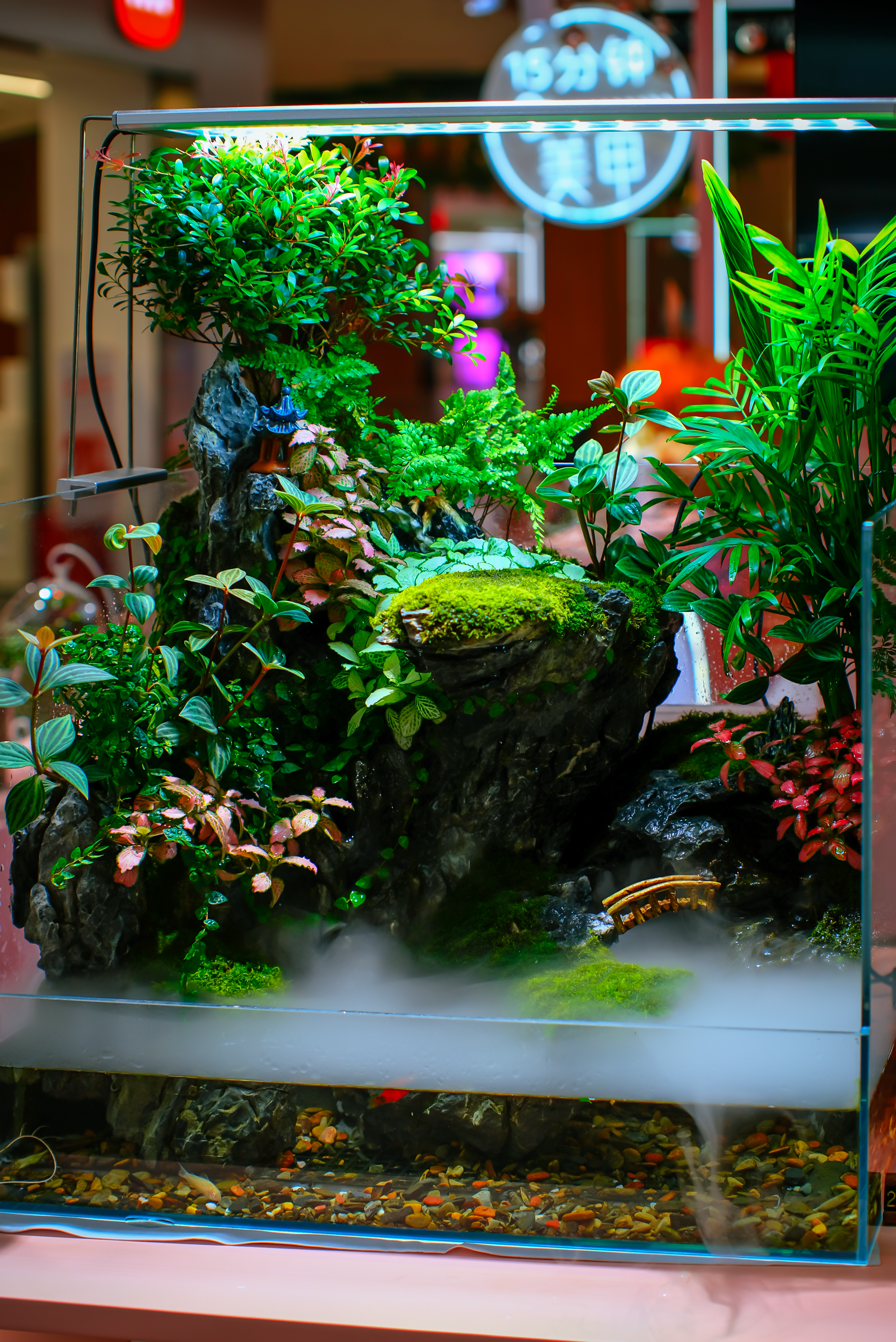 Colorful Aquarium with Lush Greenery in Glass Tank · Free Stock Photo