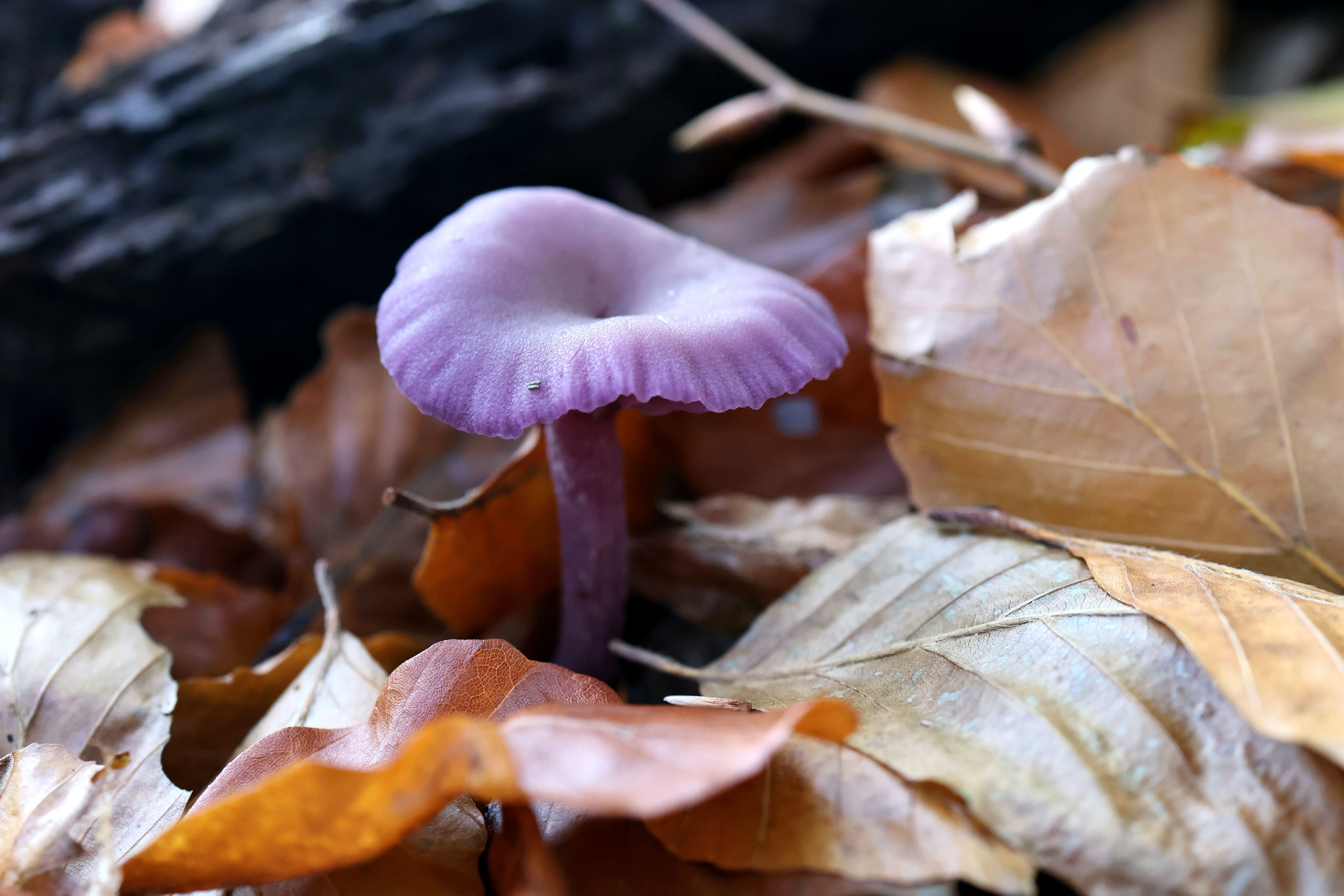 Kostenloses Foto zum Thema: amethyst pilz, amethyst betrüger ...