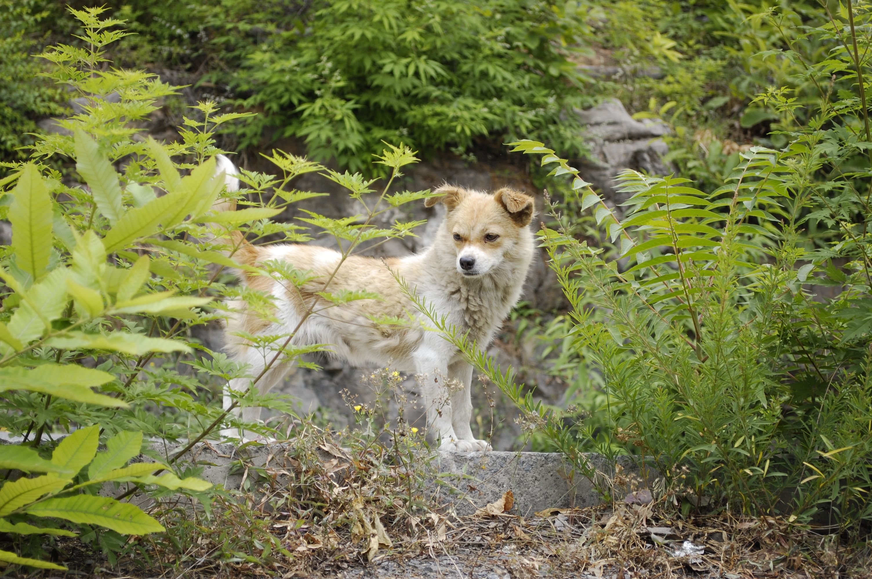 Curious Dog Standing in Greenery Outdoors · Free Stock Photo