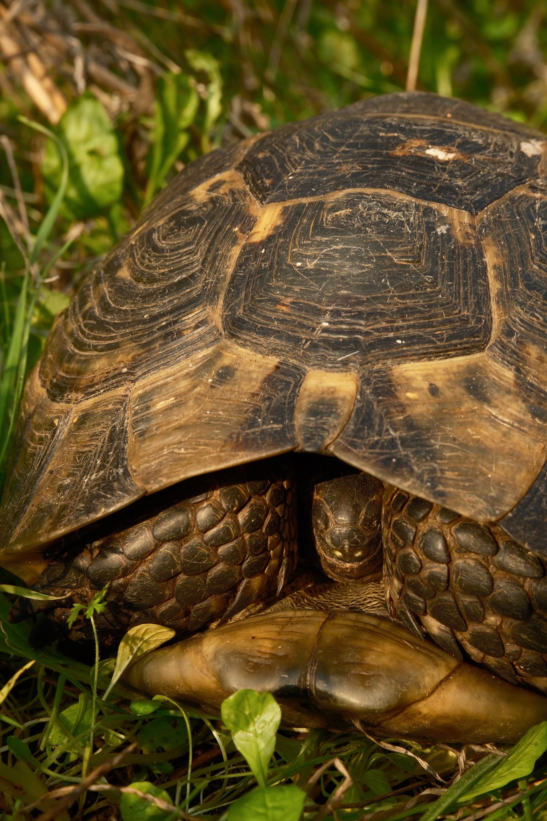 Primer Plano De Un Caparazón De Tortuga En Su Hábitat Natural · Foto de ...