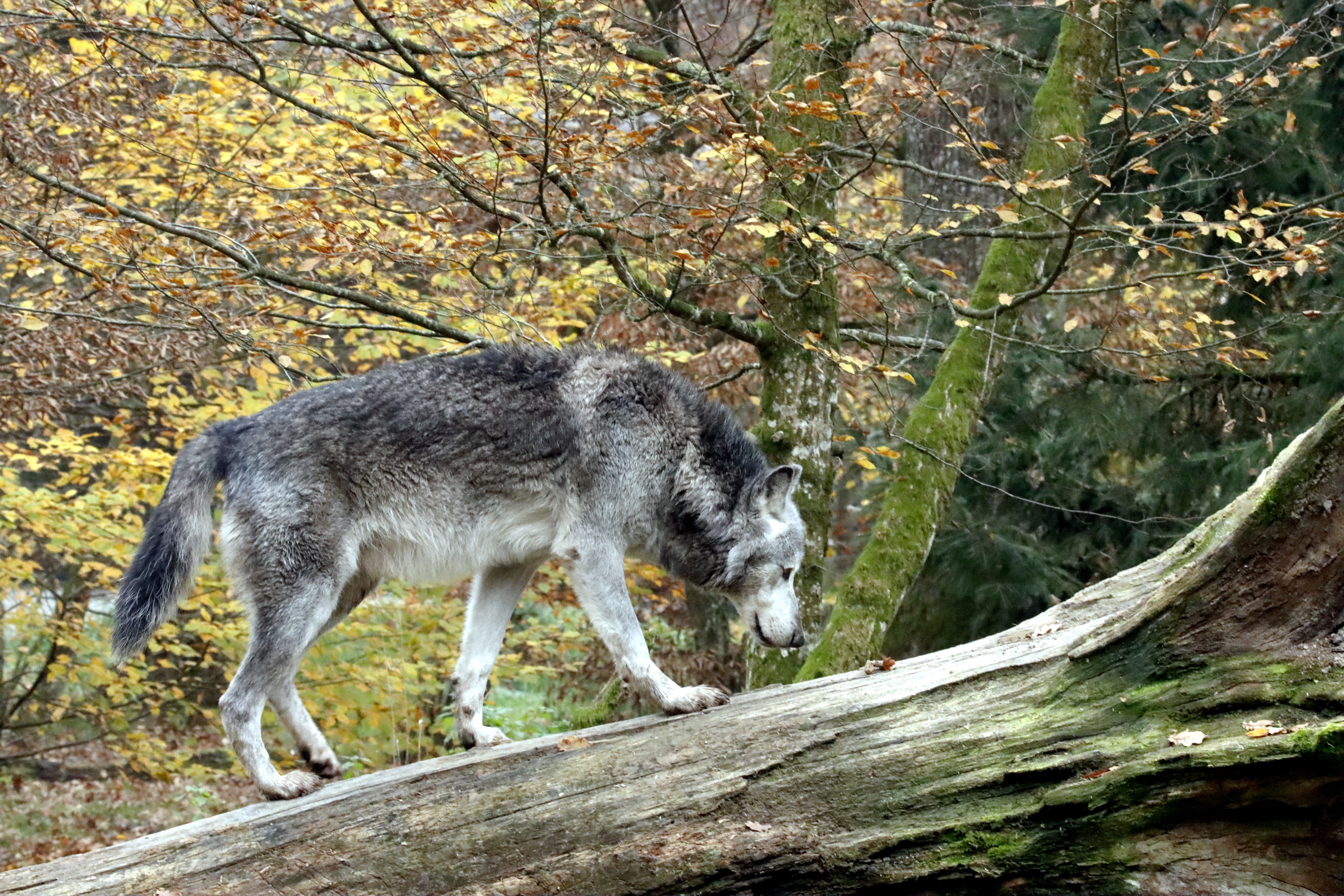 Wolf+Og Photos, Download The BEST Free Wolf+Og Stock Photos & HD Images