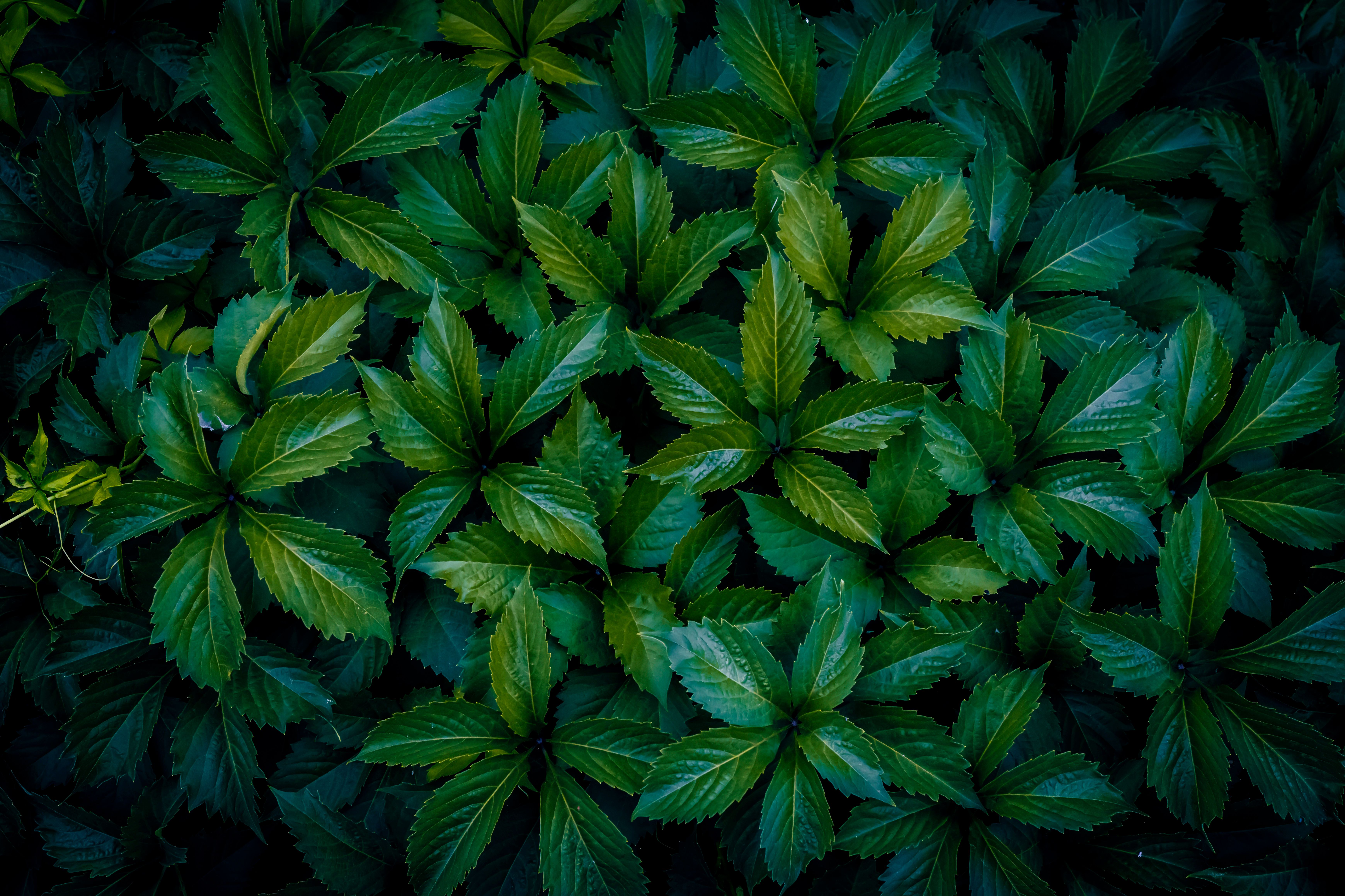 Ecological Background Photos, Download The BEST Free Ecological ...