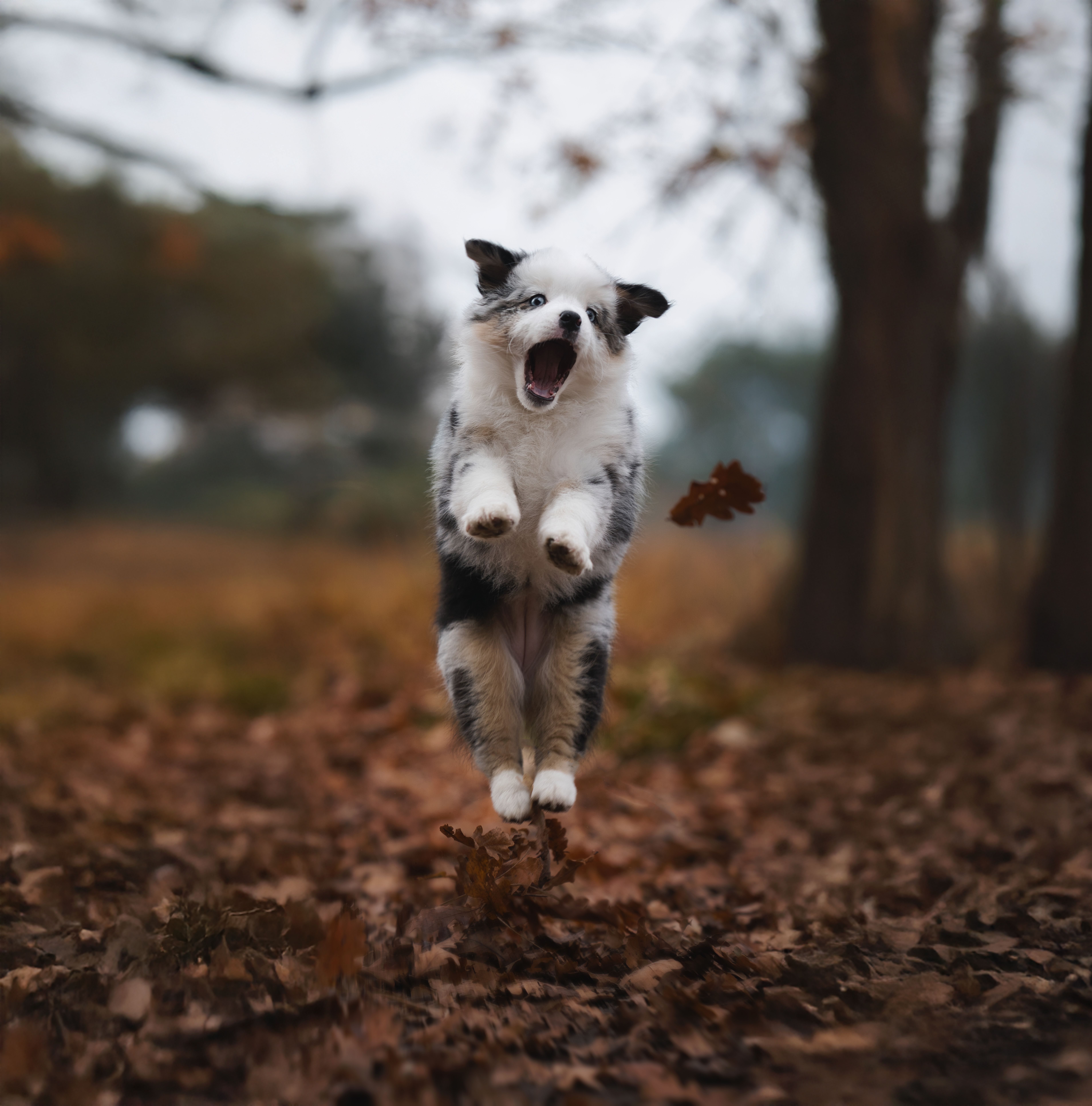 Joyful Border Collie Puppy Leaping in Autumn Forest · Free Stock Photo