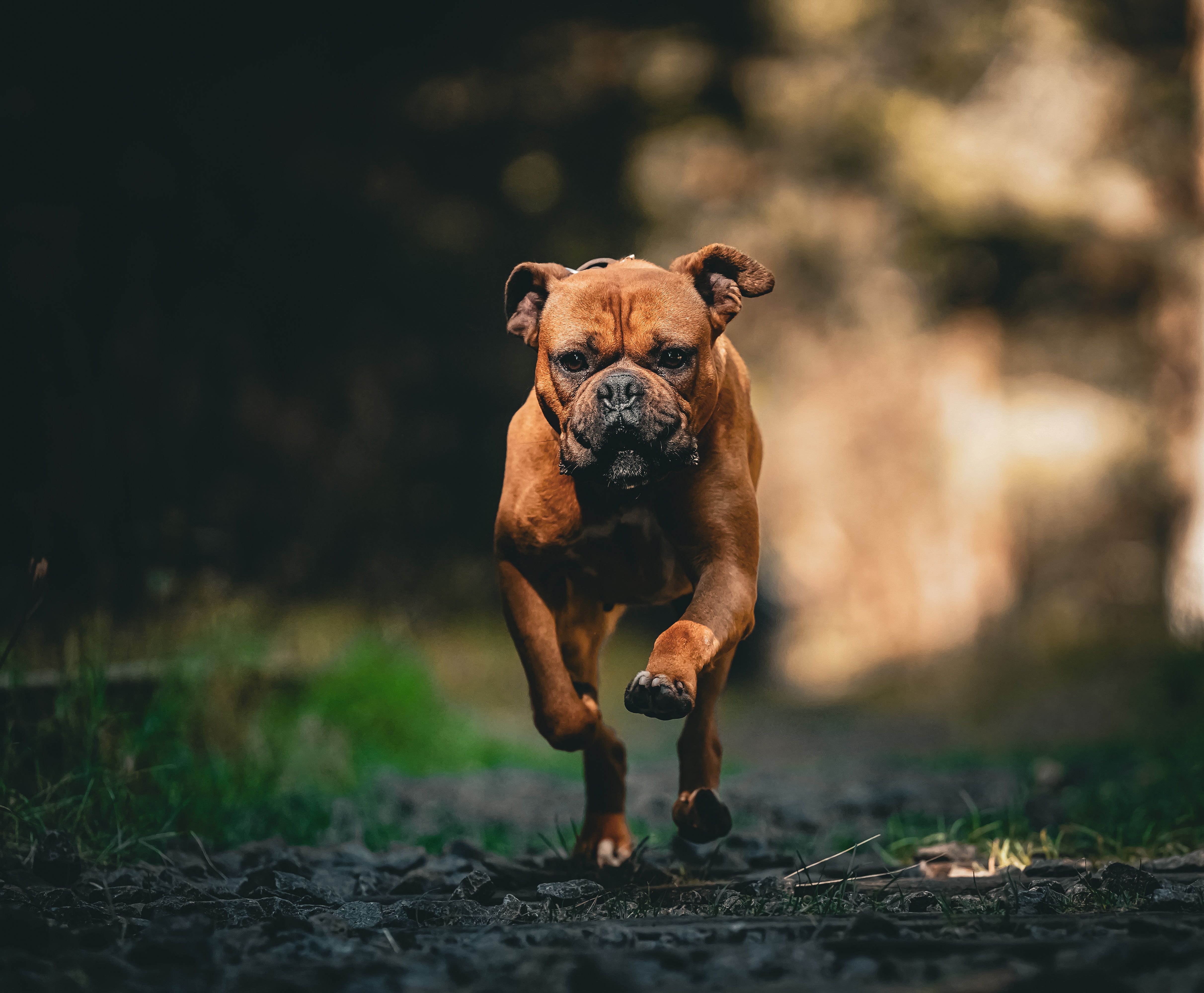 Energetic Boxer Dog Running Outdoors in Nature · Free Stock Photo