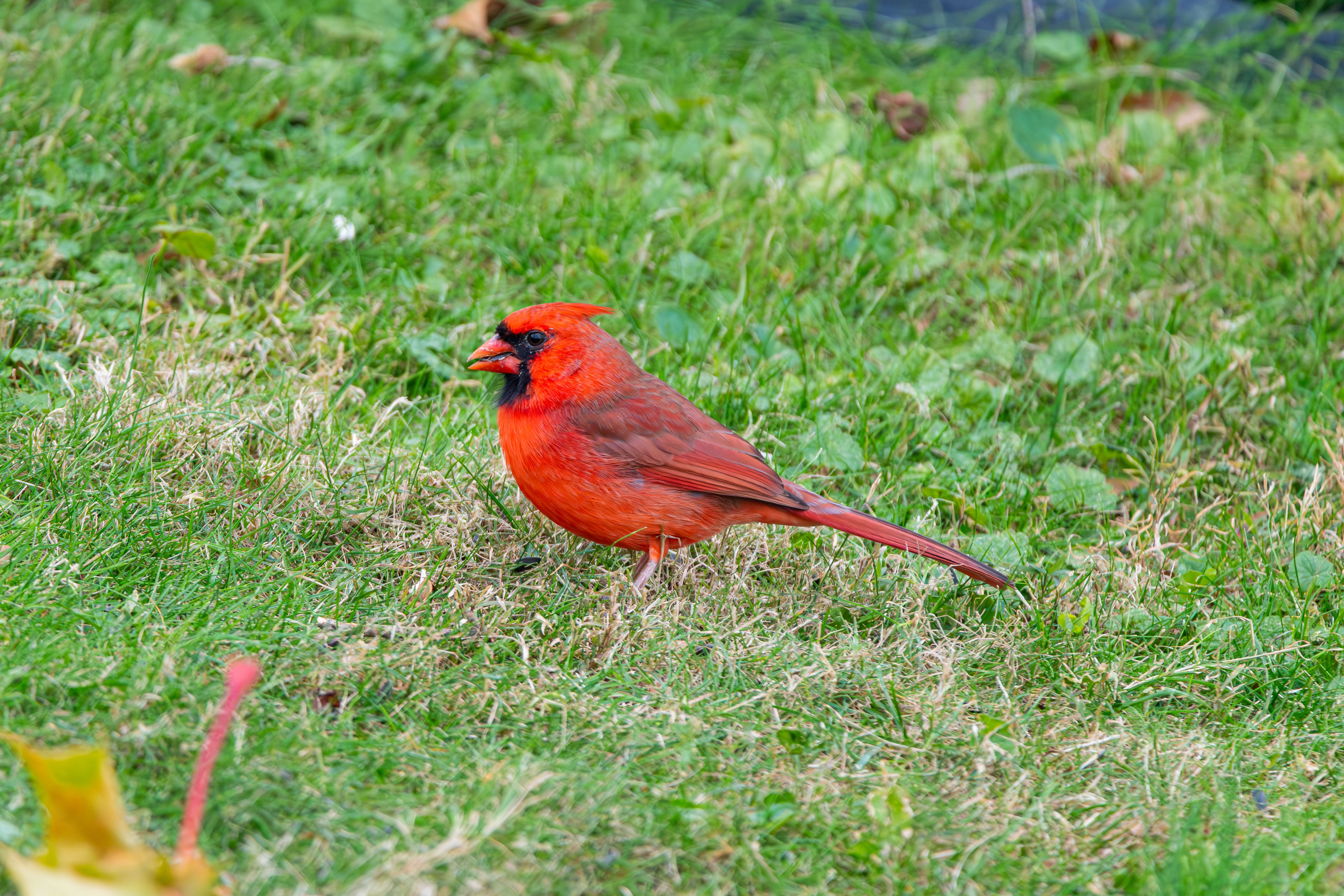Vibrant Northern Cardinal on Green Grass Lawn · Free Stock Photo