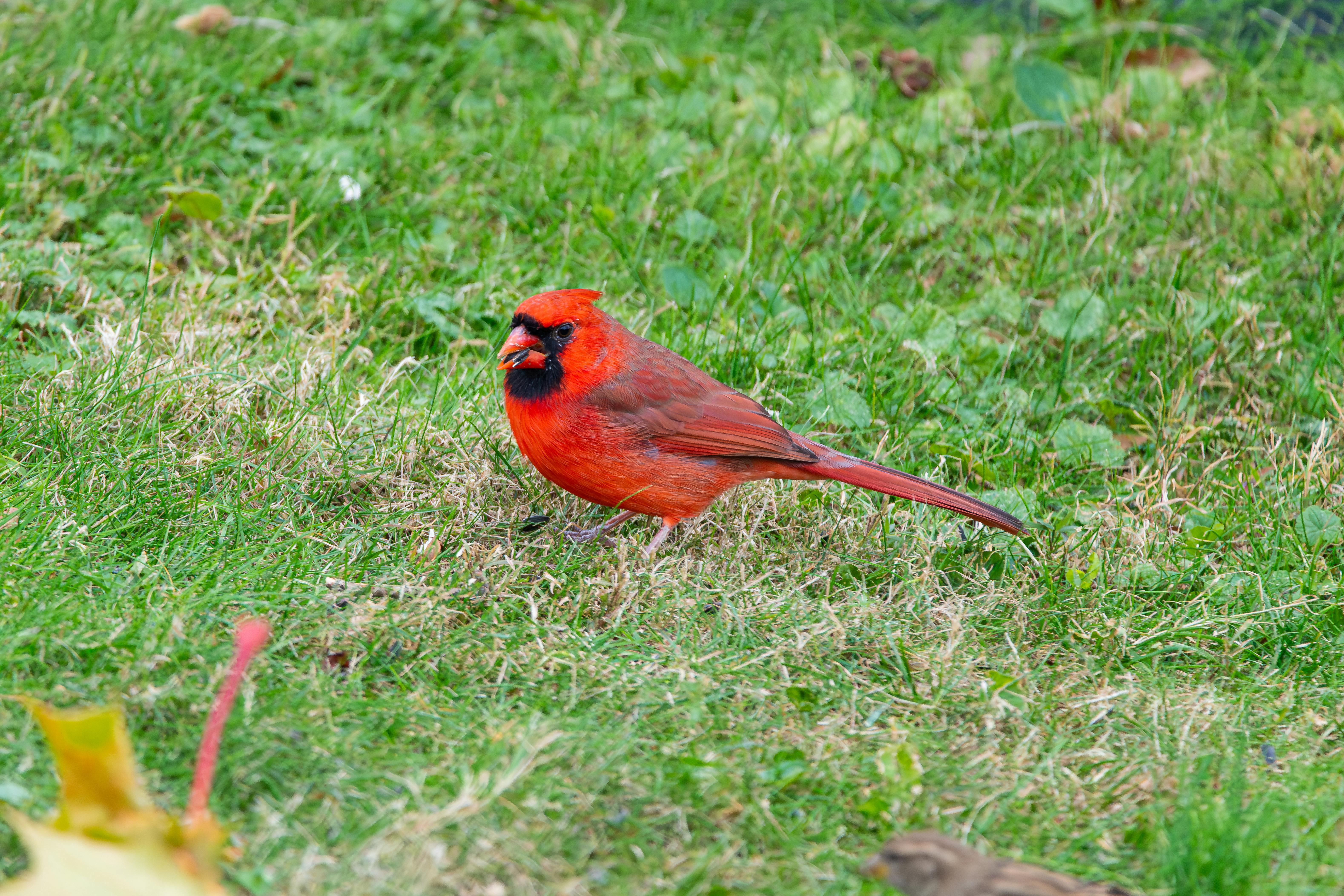 Vibrant Northern Cardinal on Lush Green Grass · Free Stock Photo