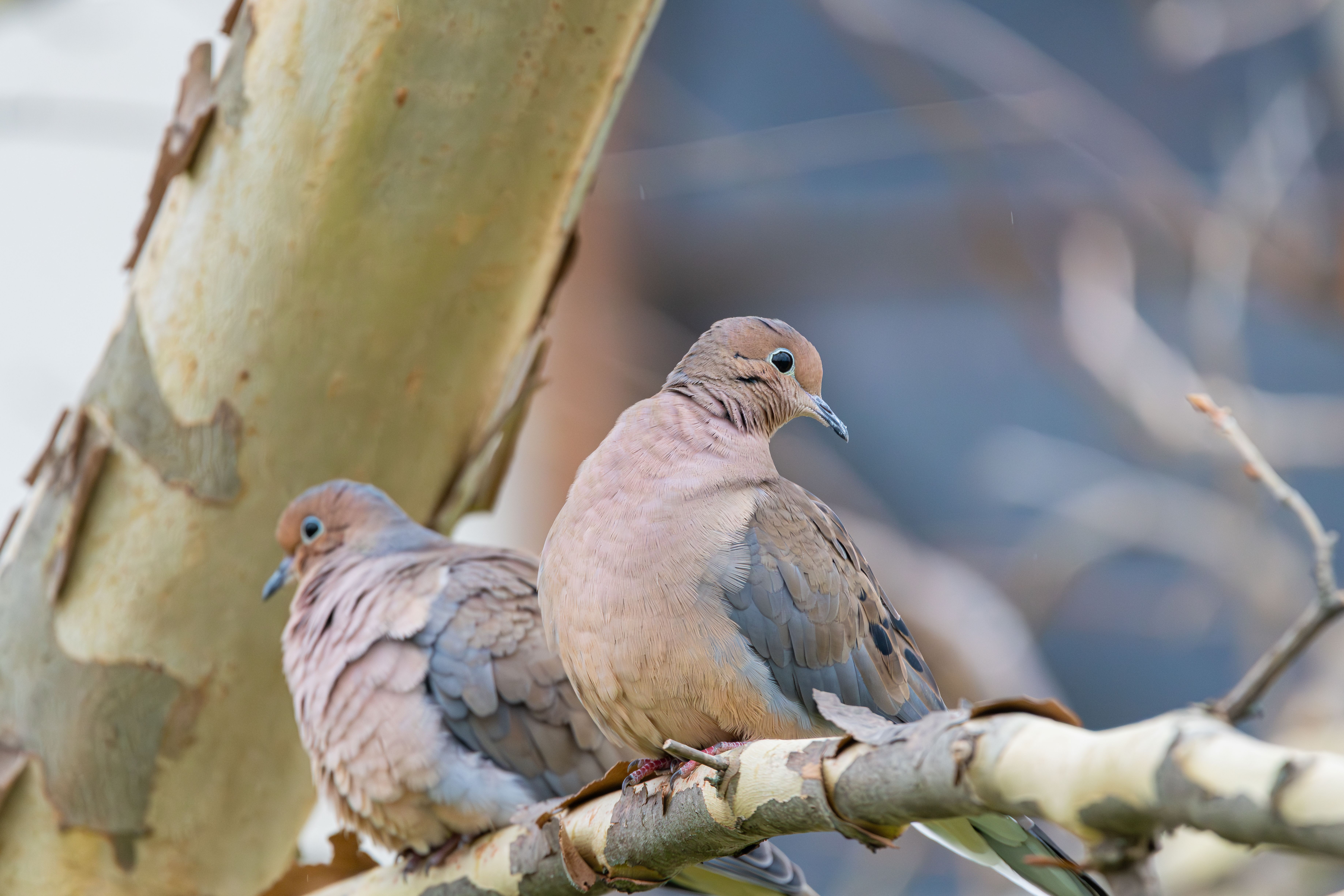 Pair of Mourning Doves Perched on a Tree Branch · Free Stock Photo