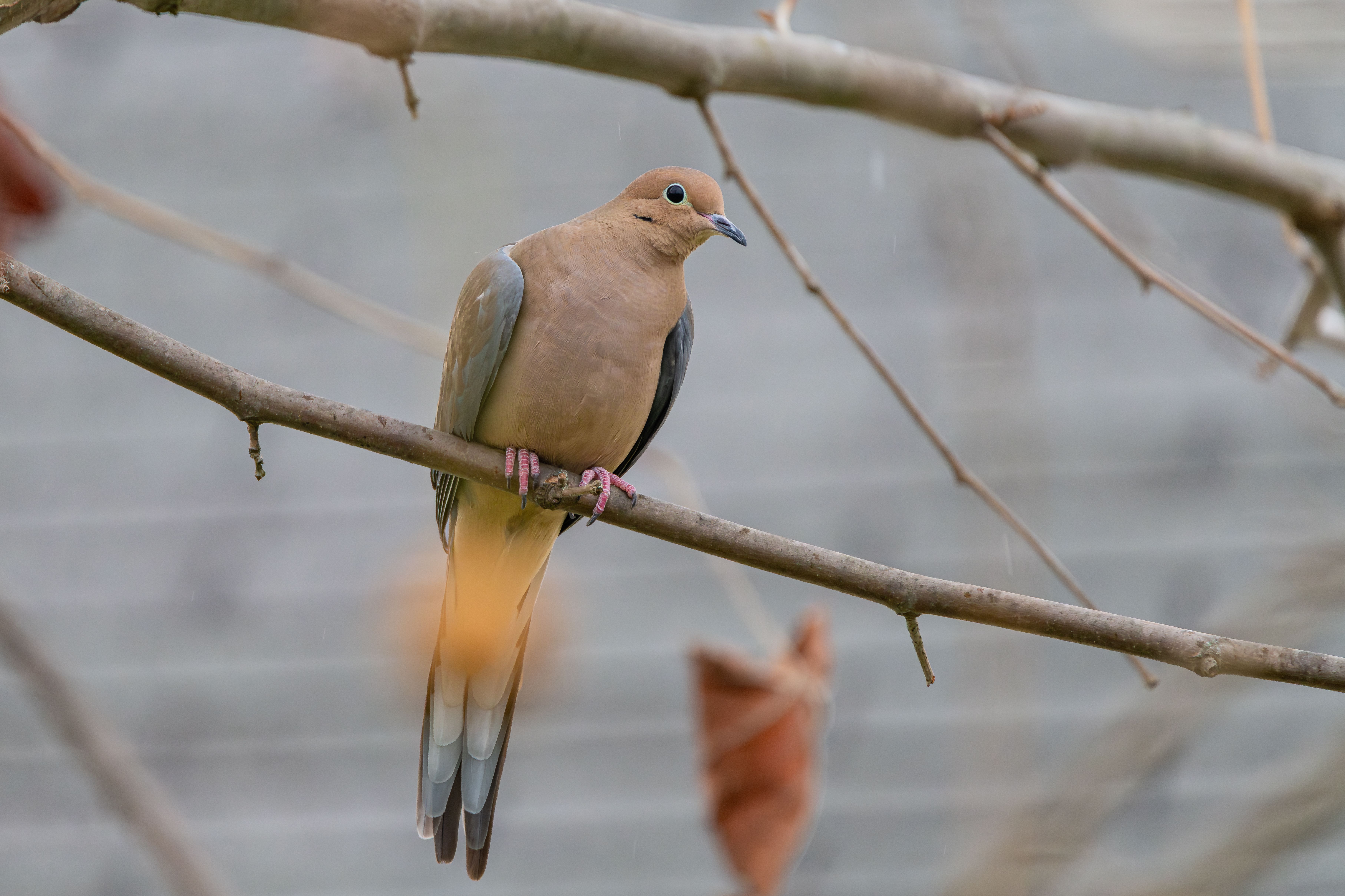 Mourning Dove Perched on Bare Winter Branch · Free Stock Photo