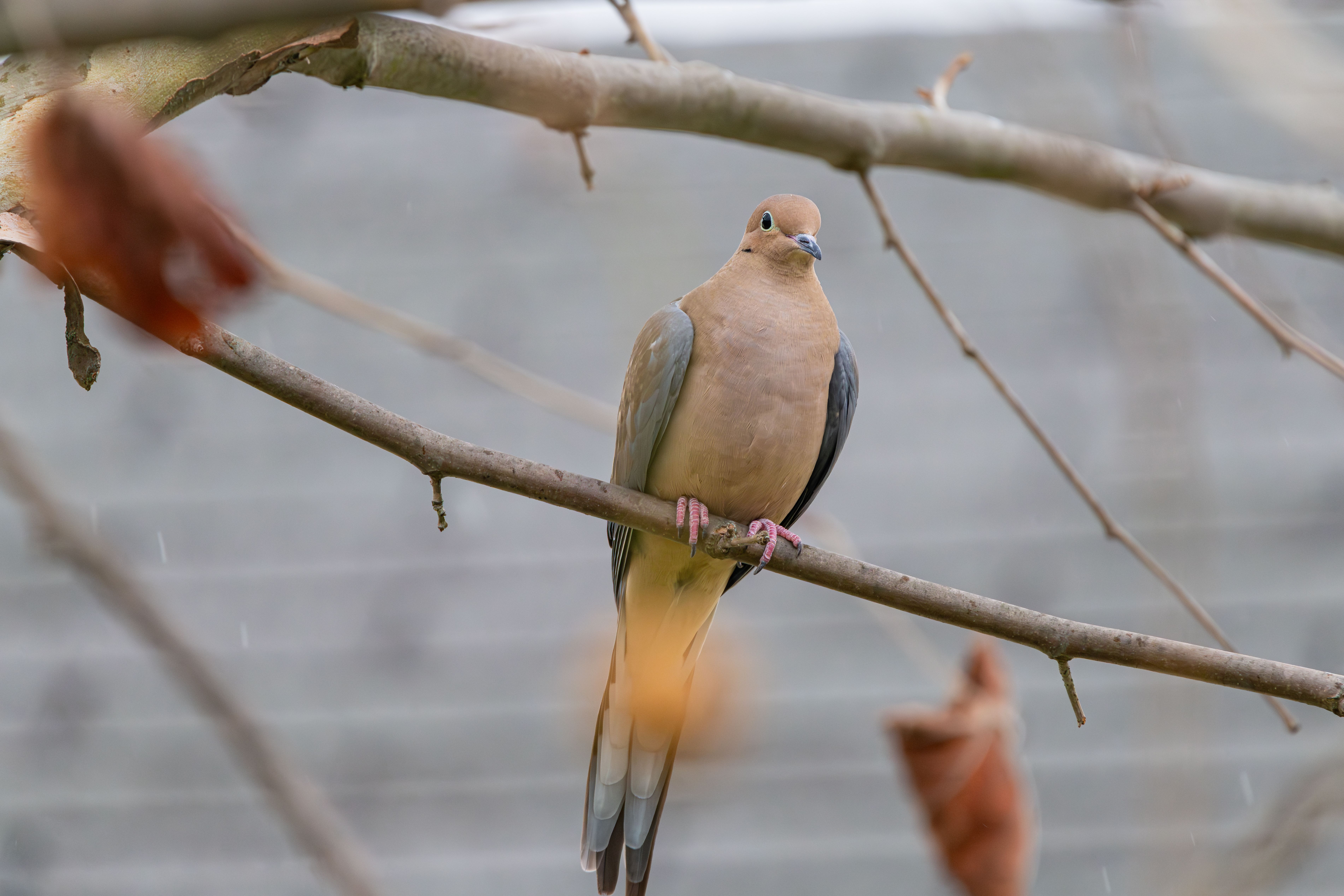 Mourning Dove Perched on Tree Branch in Pennsylvania · Free Stock Photo