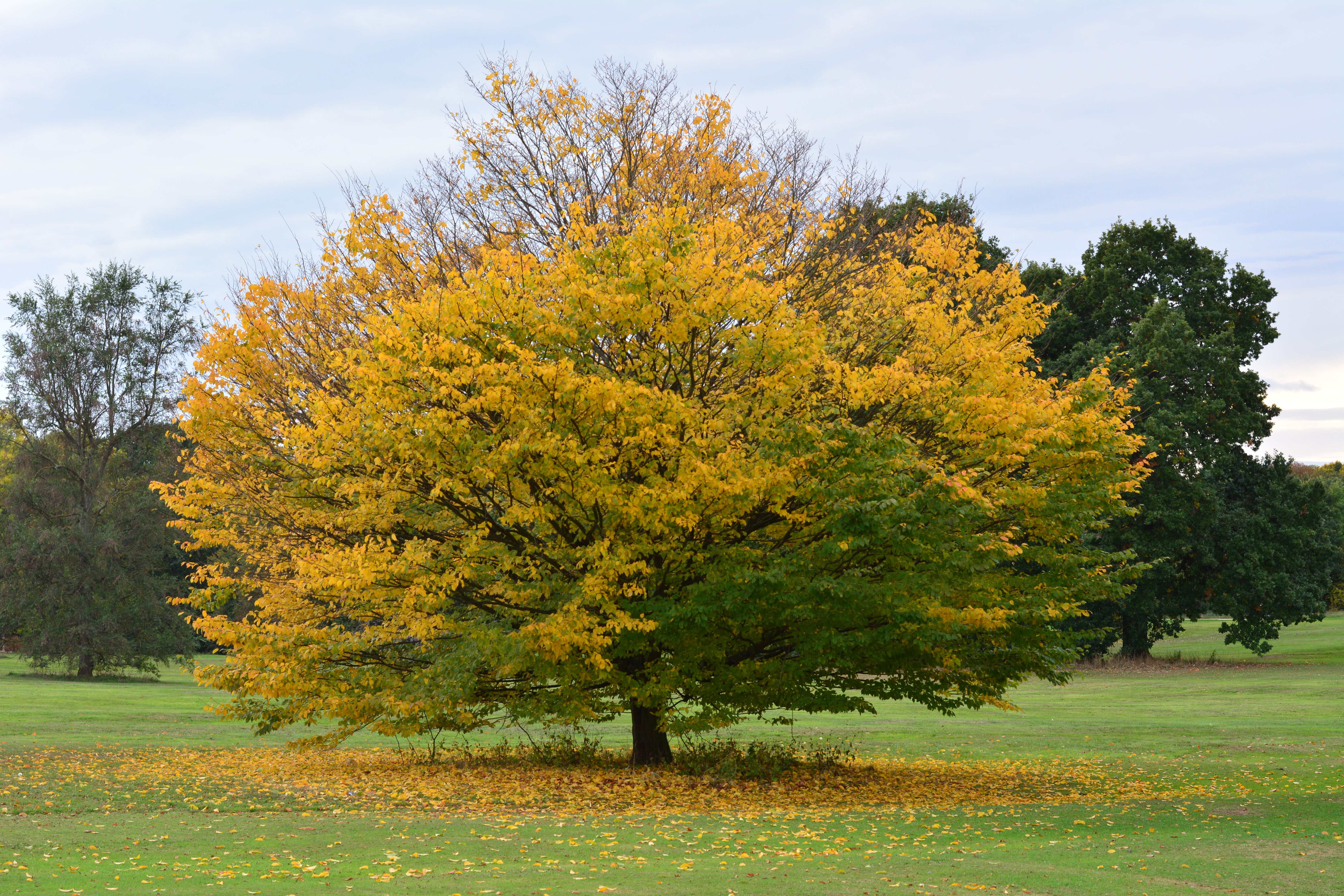 Vibrant Autumn Tree in Scottish Landscape · Free Stock Photo