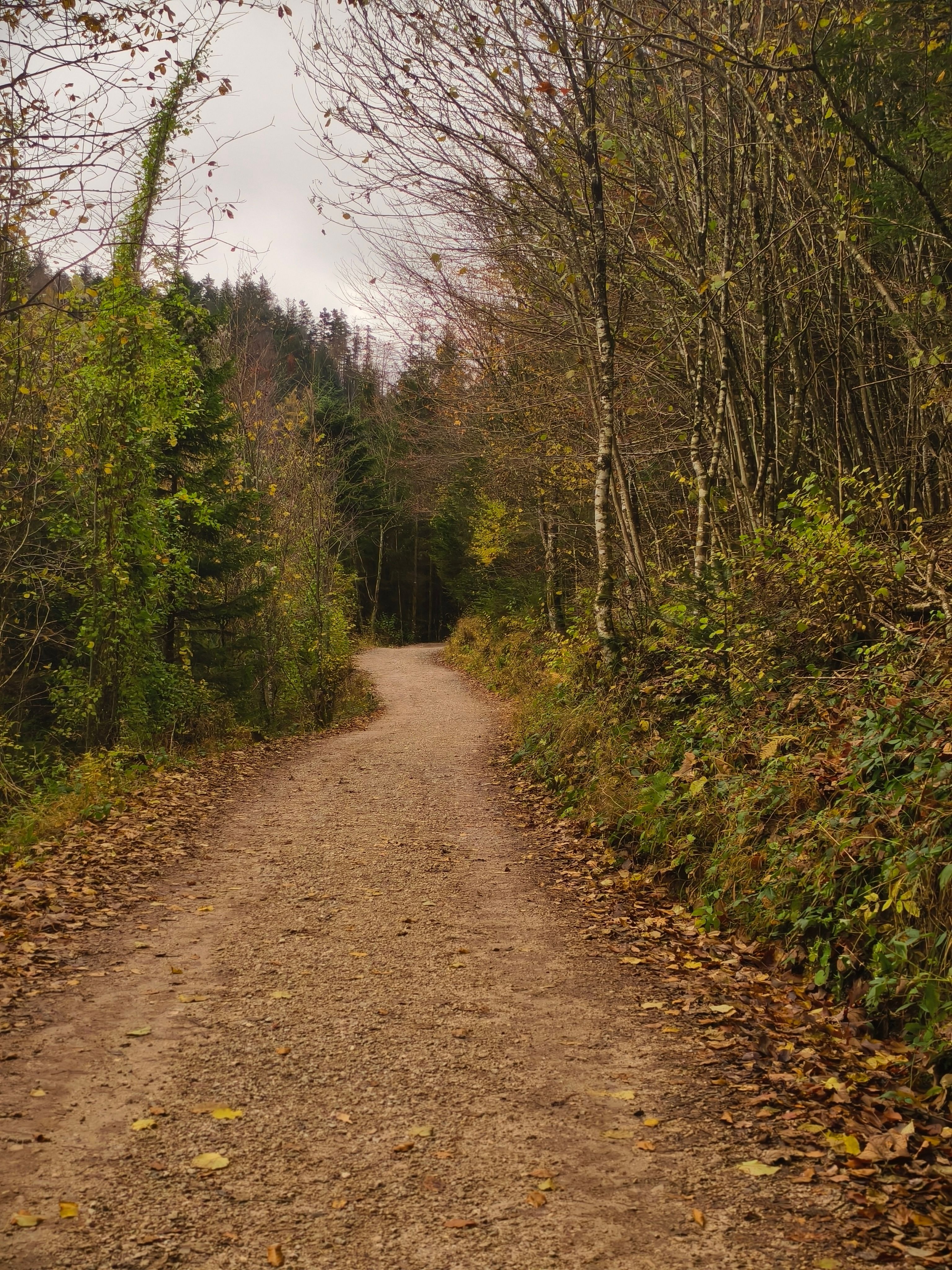 Serene Forest Path in Autumn with Falling Leaves · Free Stock Photo