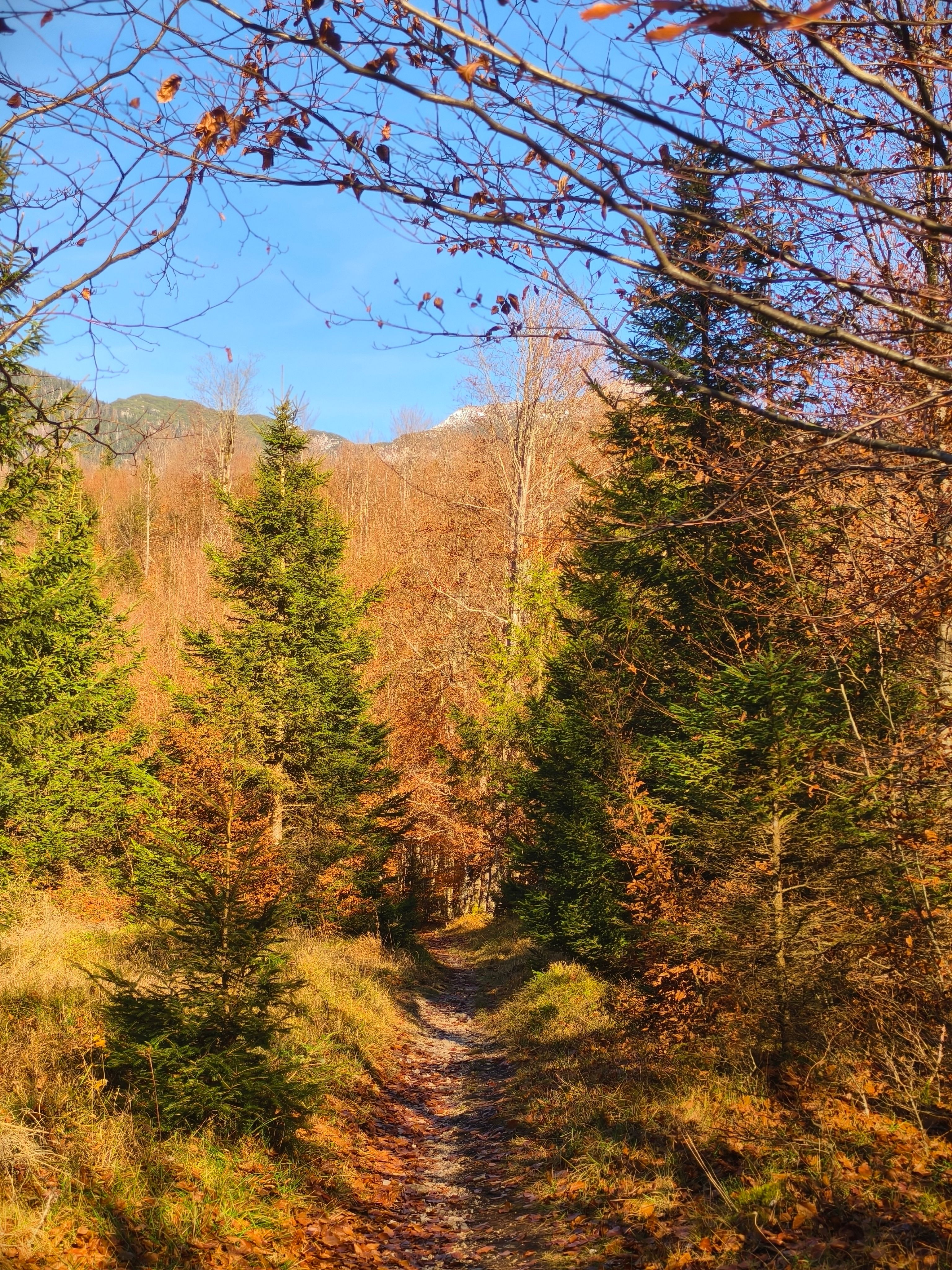 Serene Autumn Forest Path in Bright Sunshine · Free Stock Photo