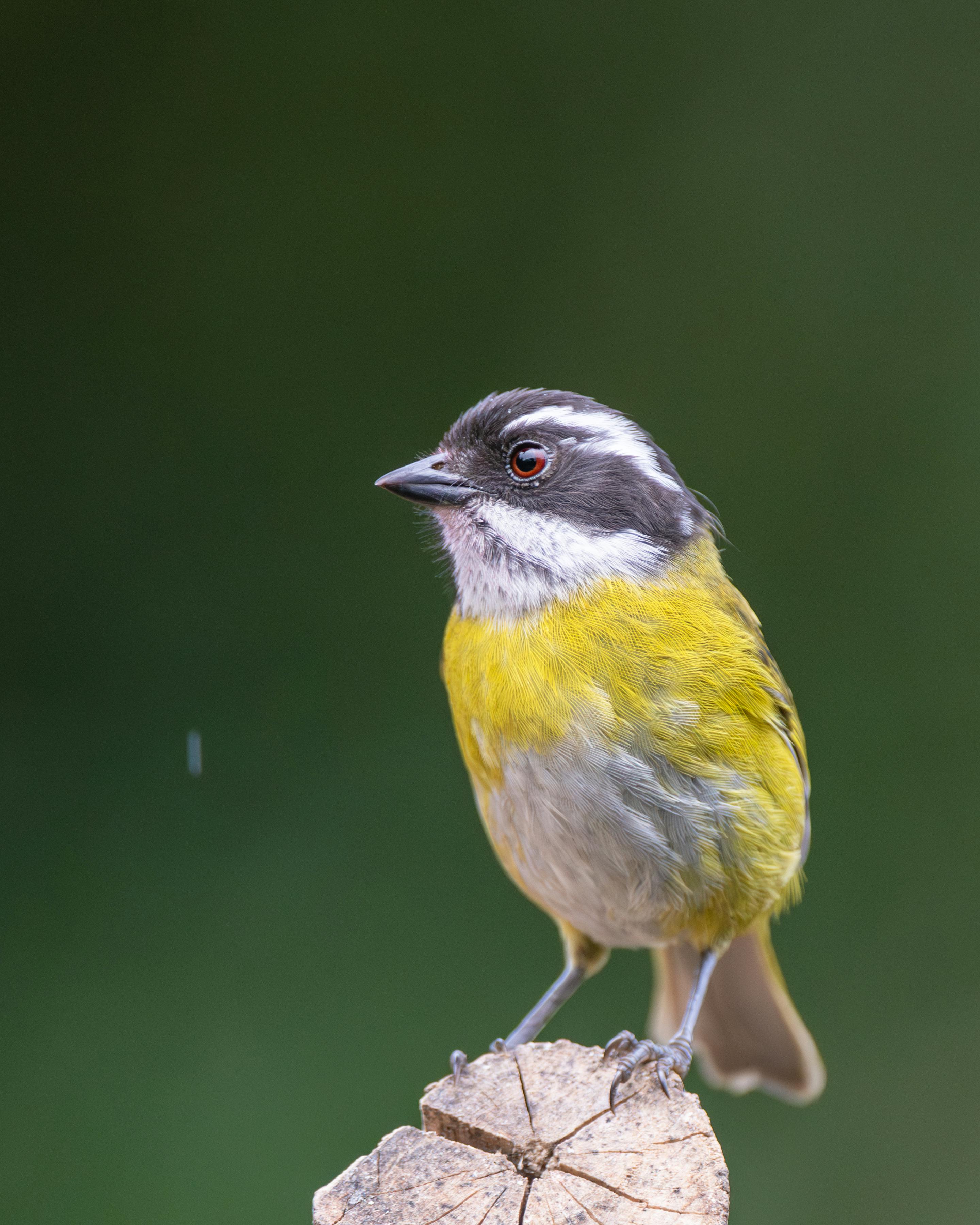 Colorful Bird in Costa Rica Tropical Forest · Free Stock Photo