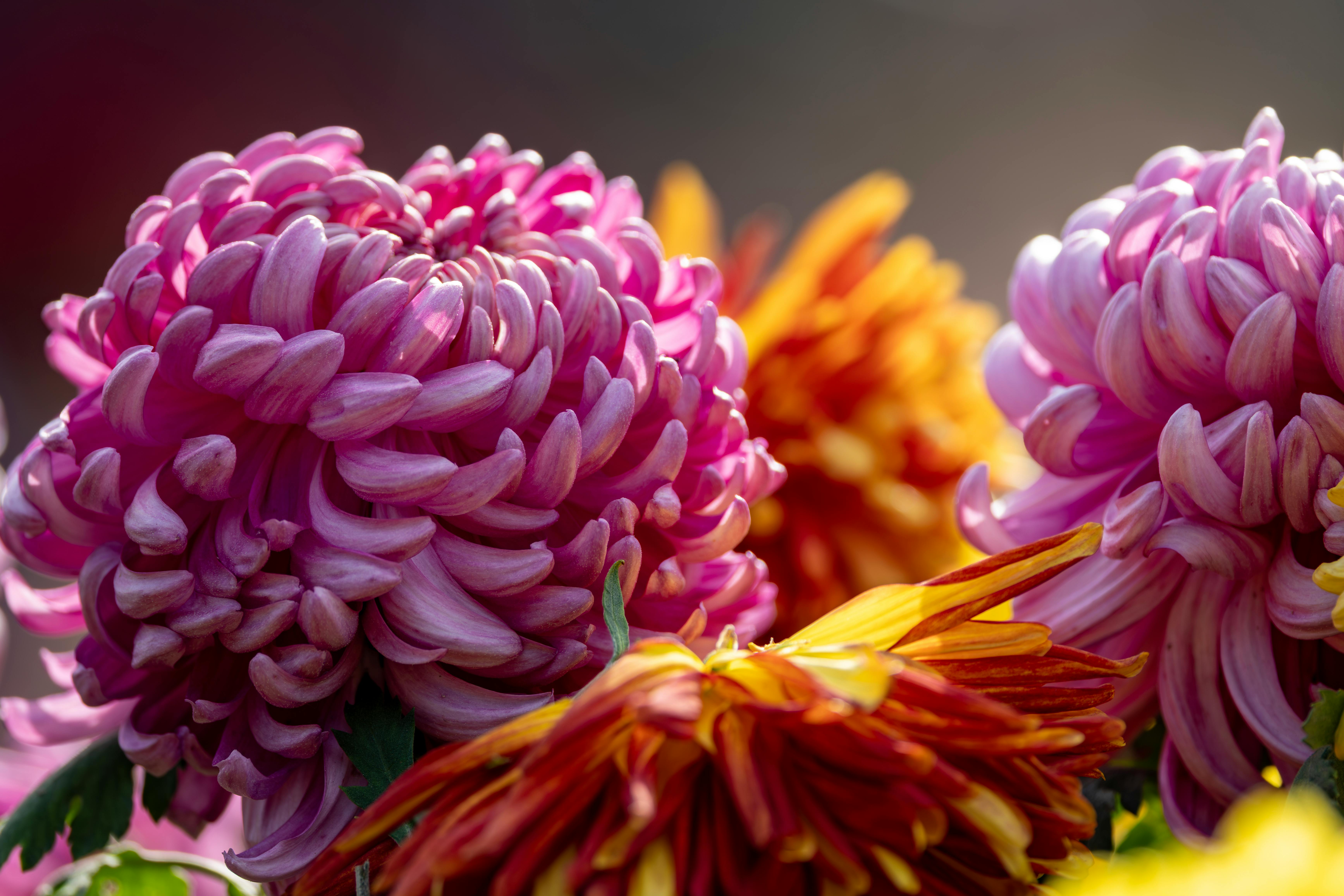 Flower Bouquetpurple N Pink Photos, Download The BEST Free Flower ...