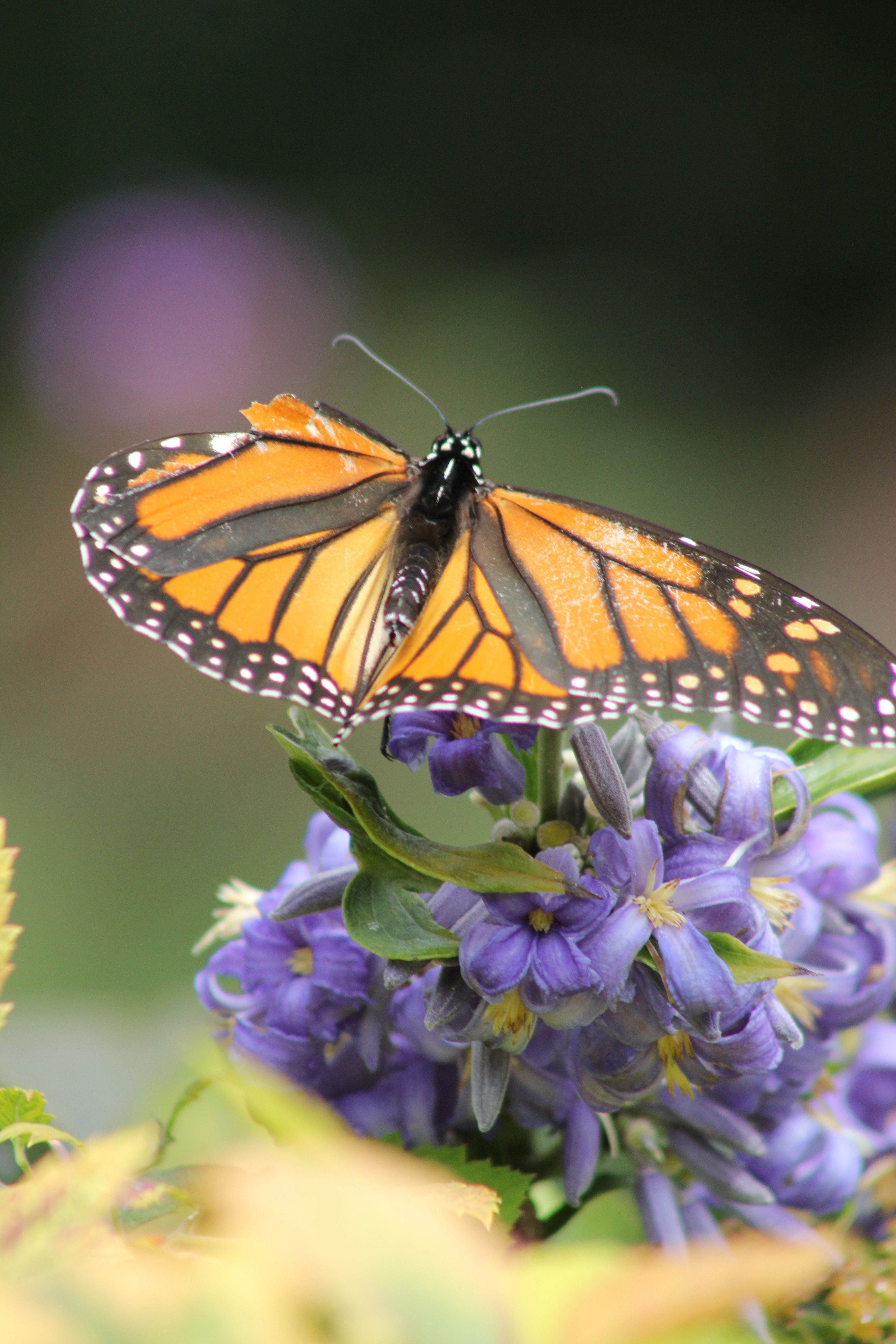 Canadian Butterfly Photos, Download The BEST Free Canadian Butterfly ...