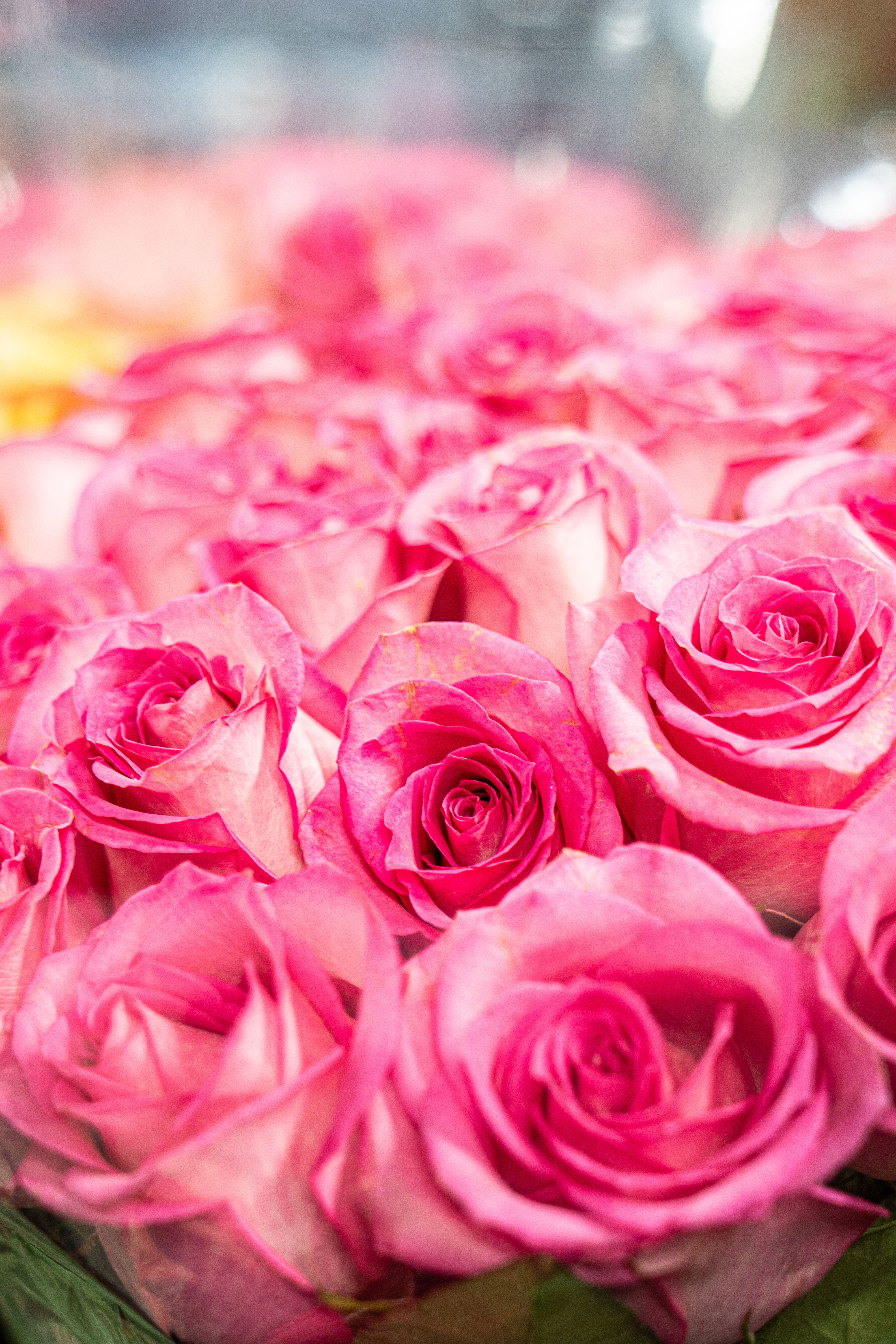 Canlı Pembe Güller Tam Açmış · Ücretsiz Stok Fotoğraf