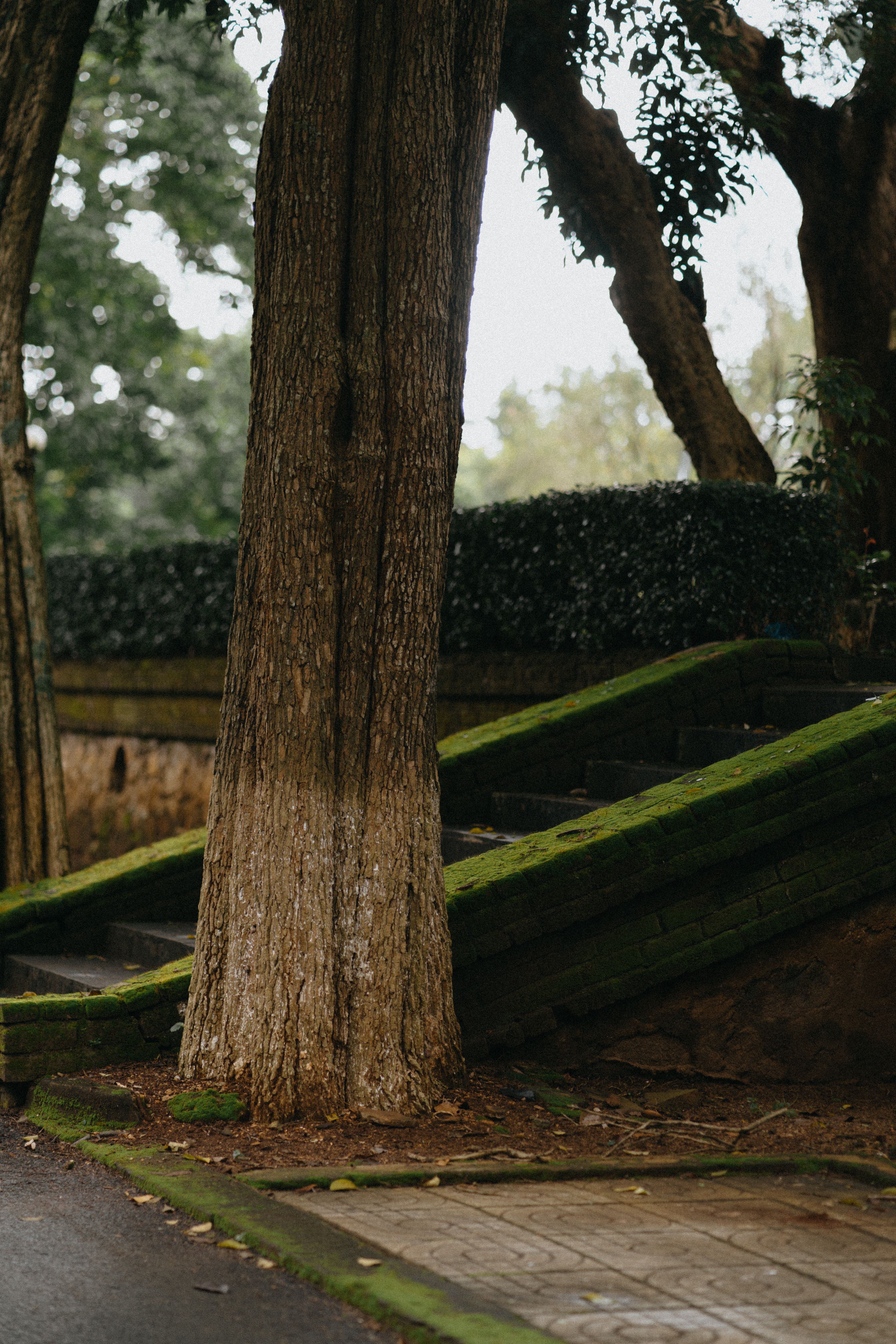 Serene Forest Path with Mossy Steps · Free Stock Photo