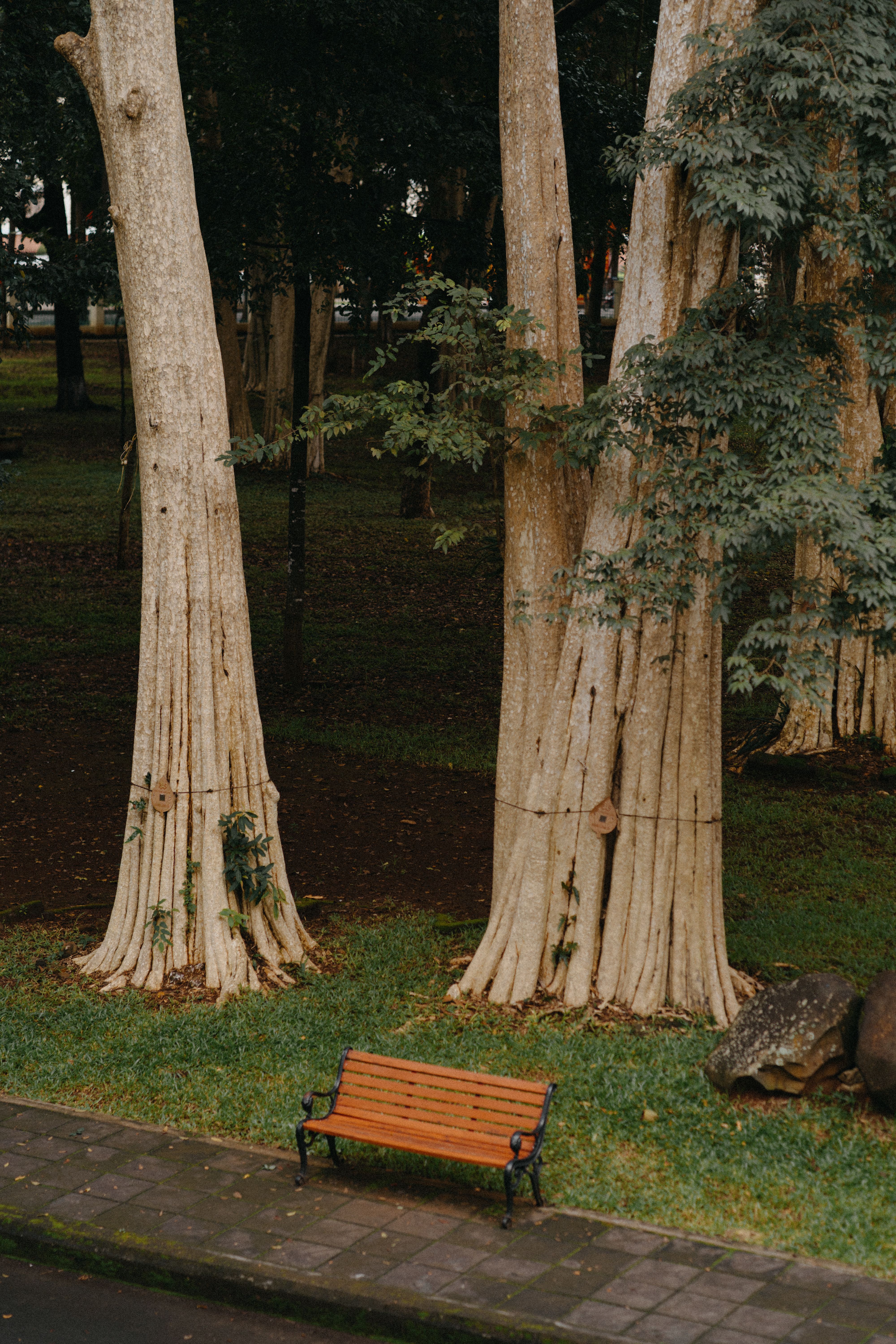 Serene Park Scene with Majestic Trees · Free Stock Photo