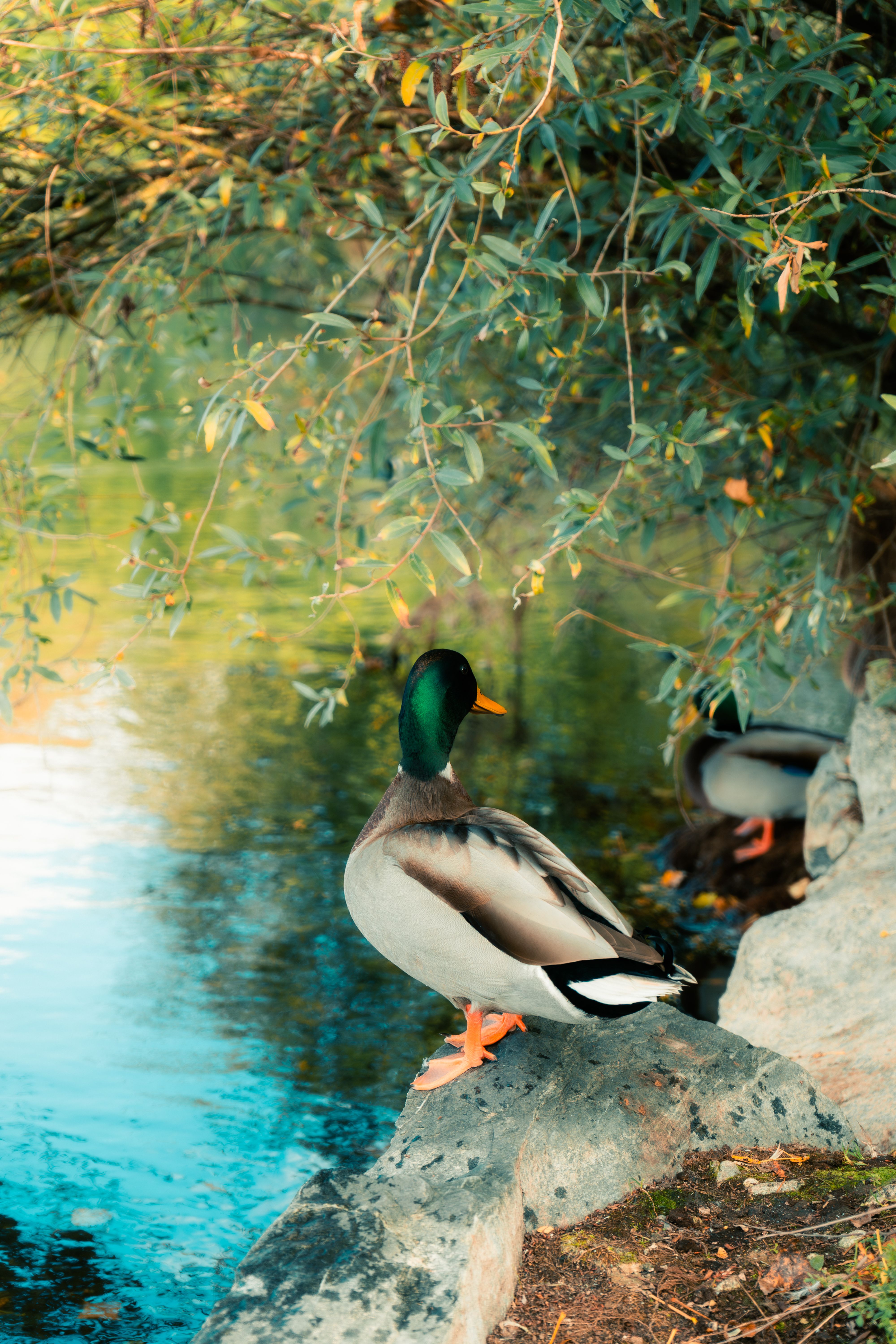 Mallard Duck by Water in Freiburg Nature Scene · Free Stock Photo